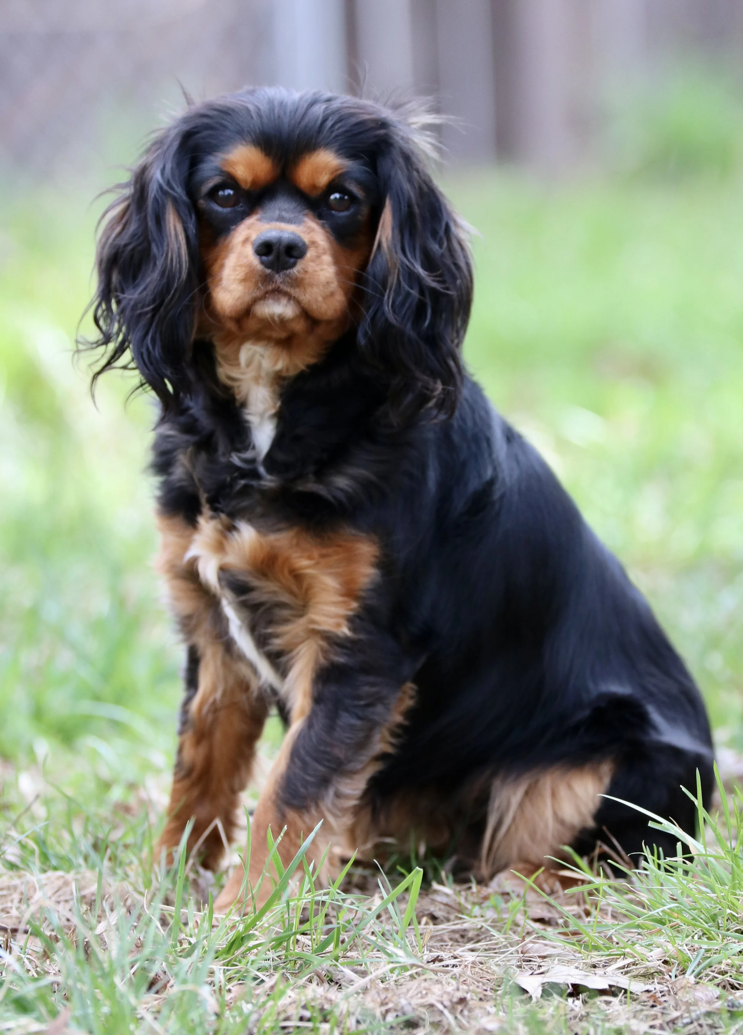 Available Puppies | Cavapoo, Bernedoodle & Bordoodle Litters — Pacific ...