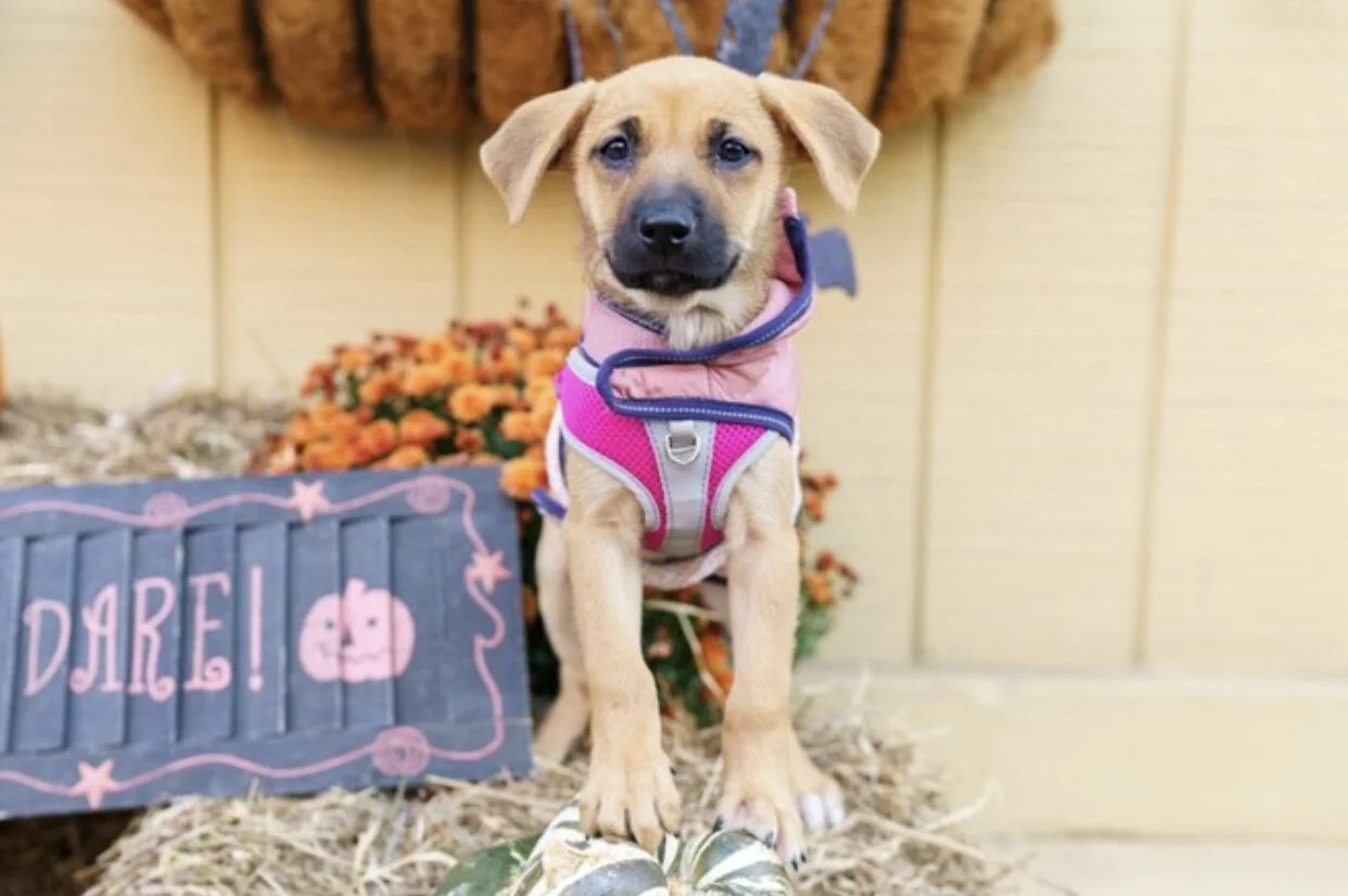 True North Rescue - Home