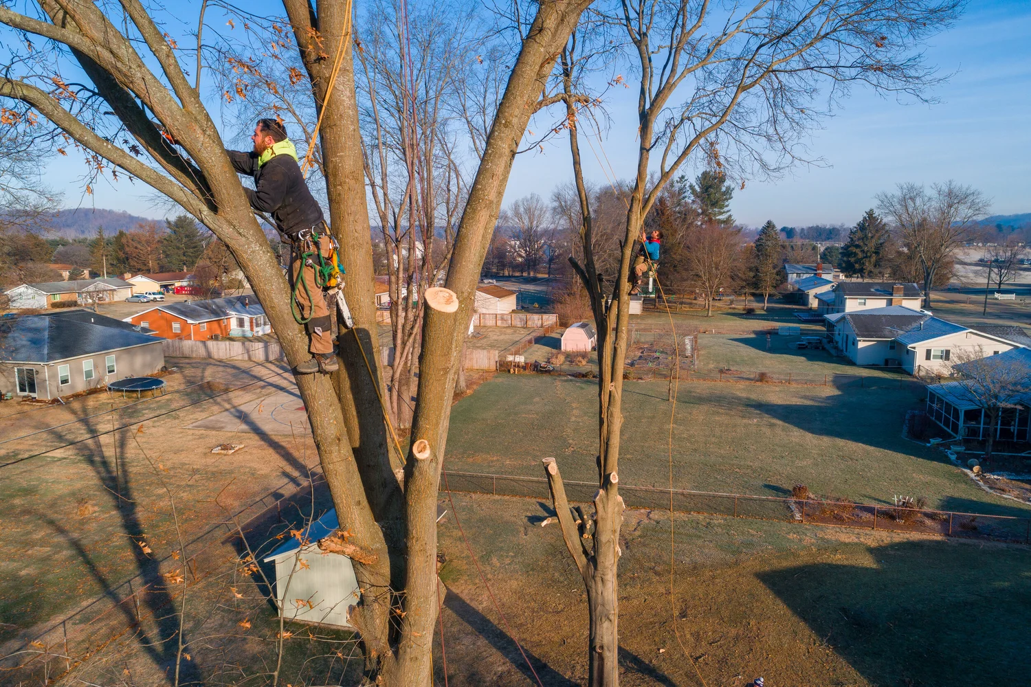 Tree Care Columbus, OH — Basic Tree Care