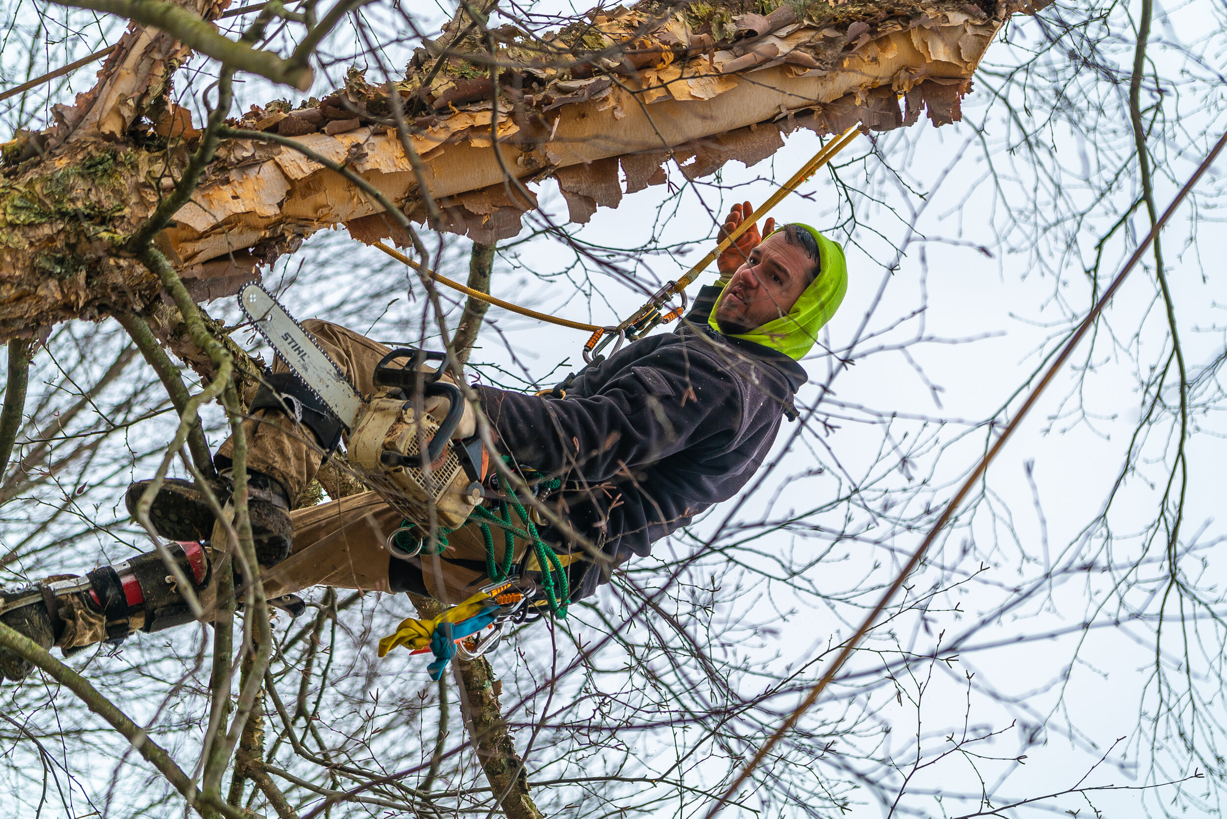 Our Work — Basic Tree Care
