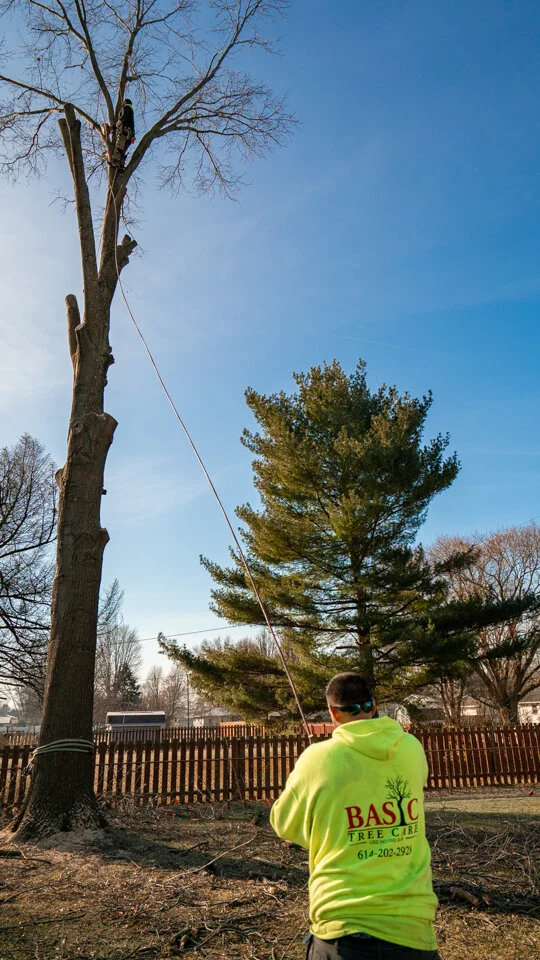 Our Work — Basic Tree Care