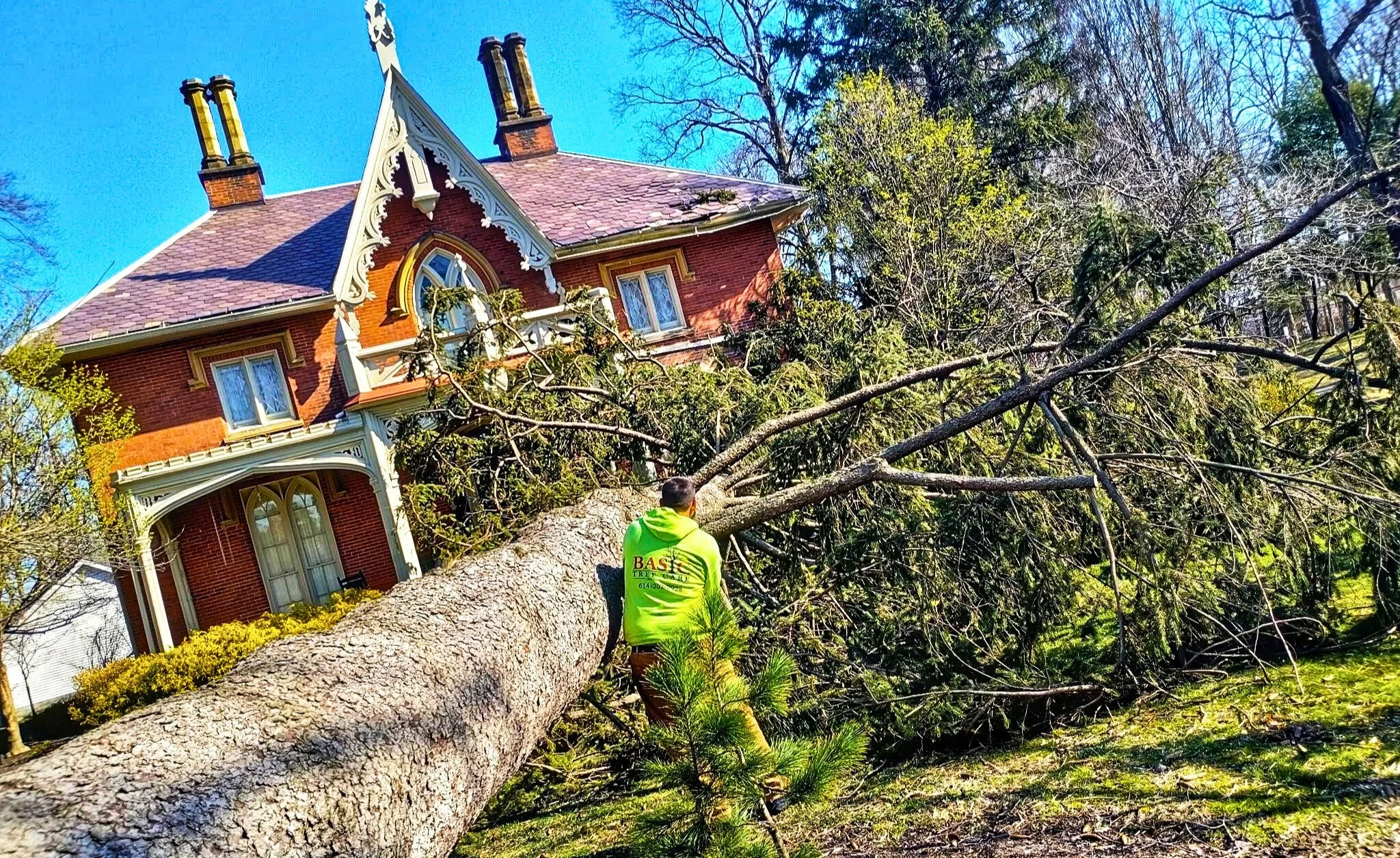 Basic Tree Care