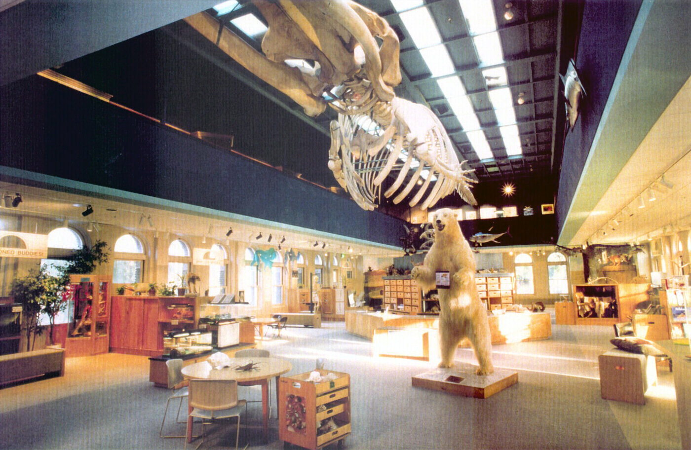 natural history museum, custom modern exhibition & research space ...