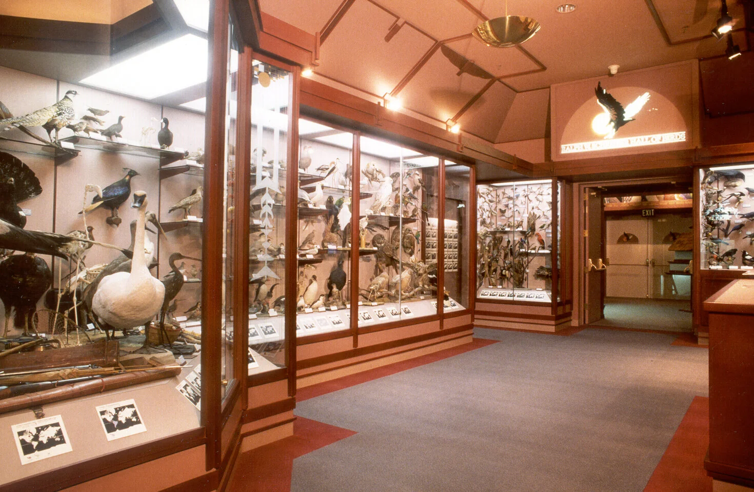 natural history museum, custom modern exhibition & research space ...