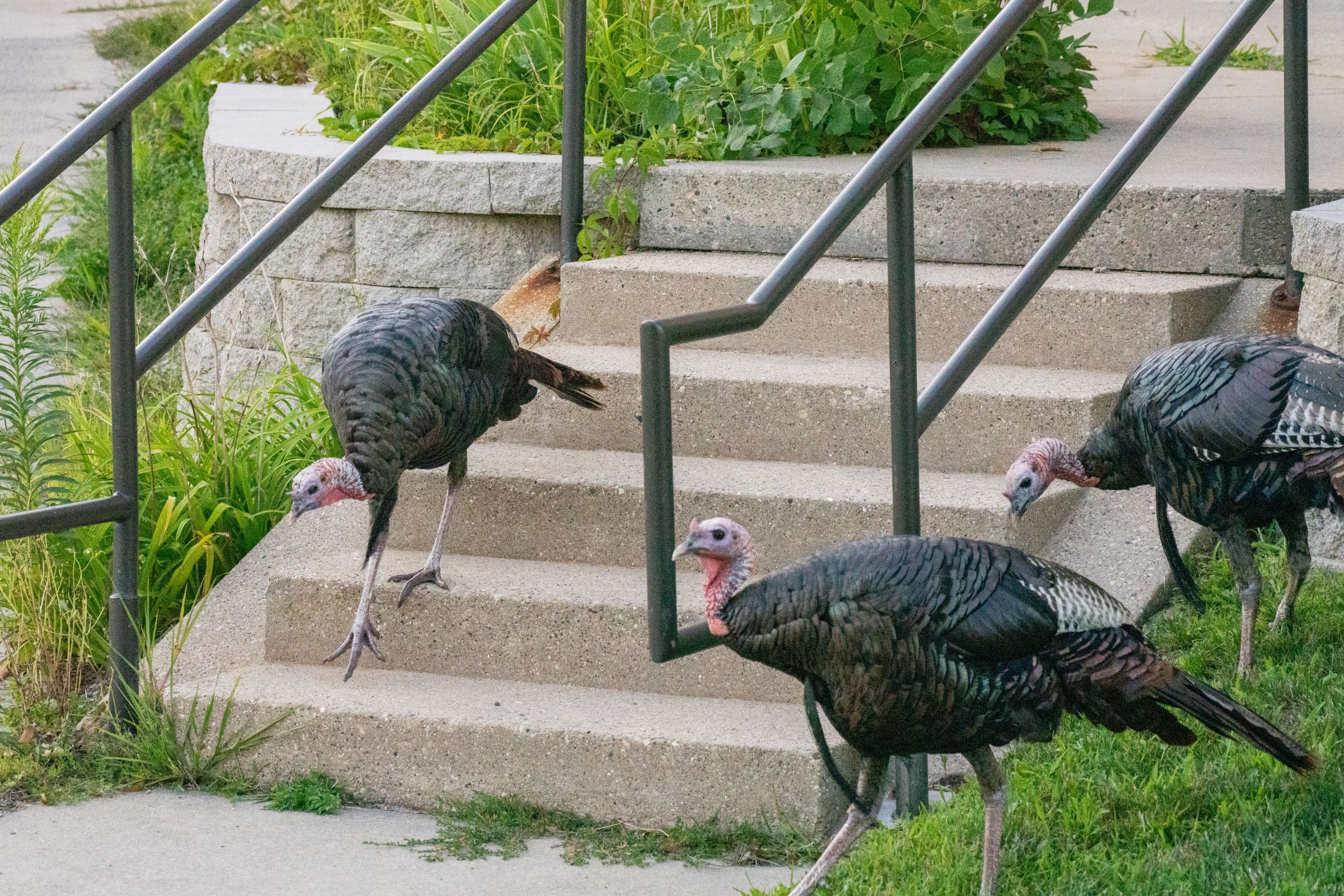 Urban Turkeys — ANNE READEL