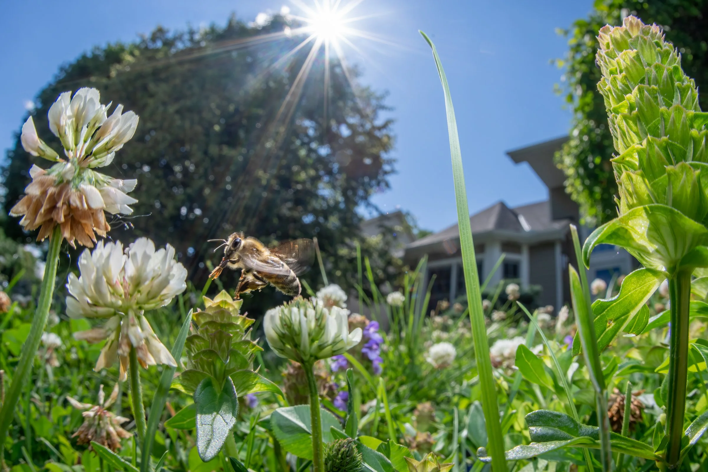 The Rise of Bee Lawns — ANNE READEL
