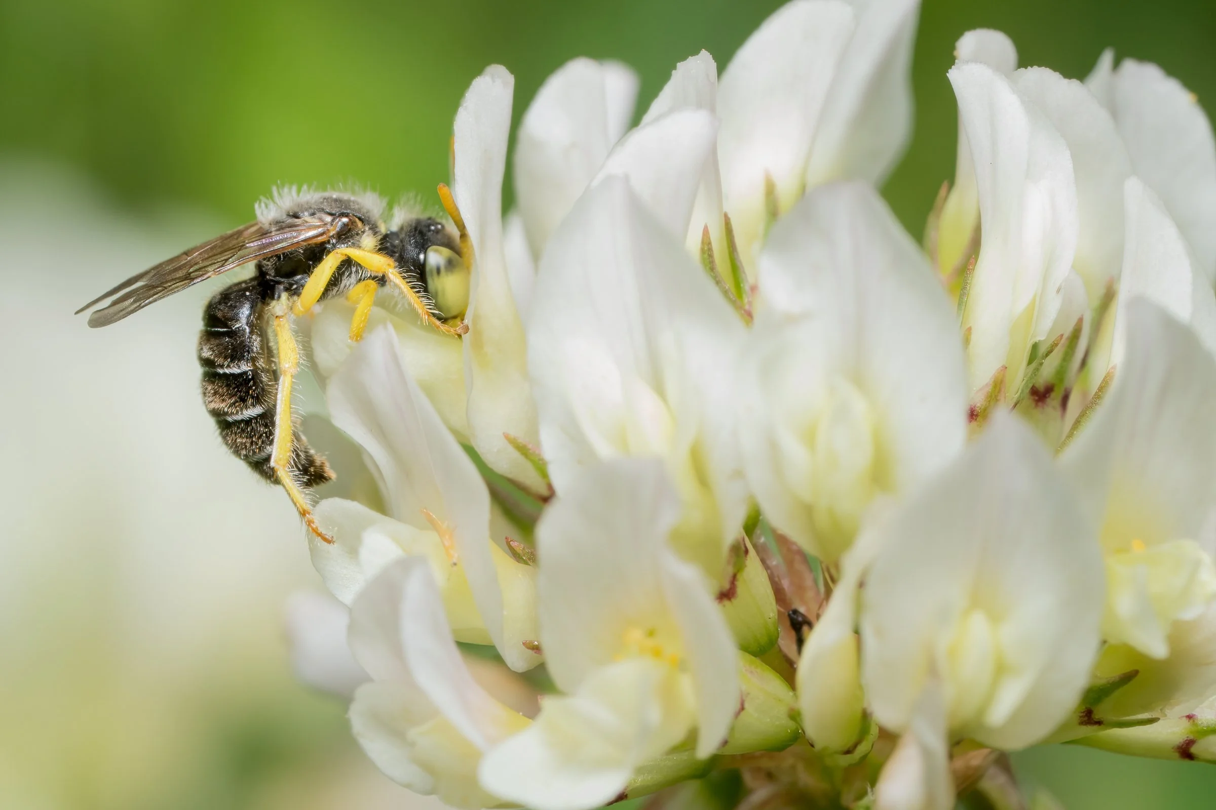 The Rise of Bee Lawns — ANNE READEL
