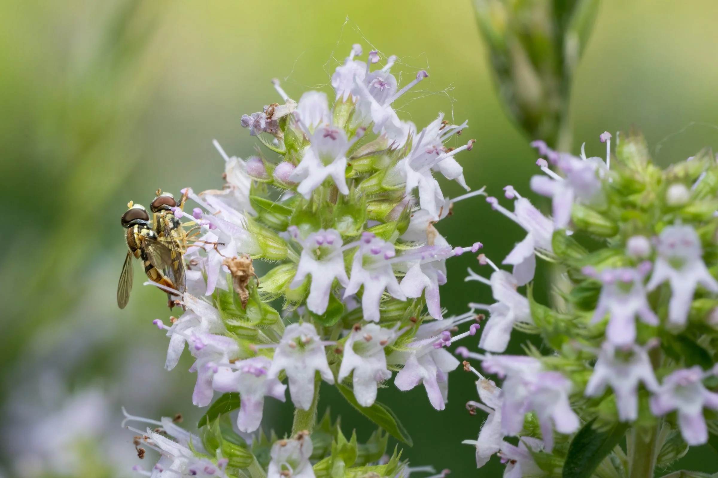 The Rise of Bee Lawns — ANNE READEL