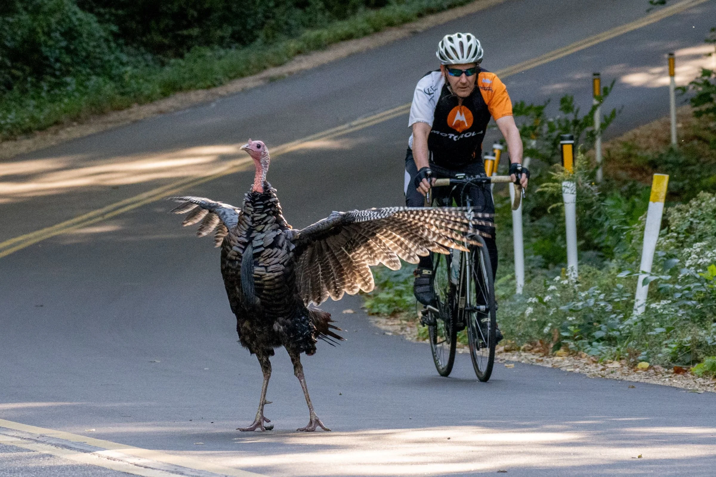 Urban Turkeys — ANNE READEL
