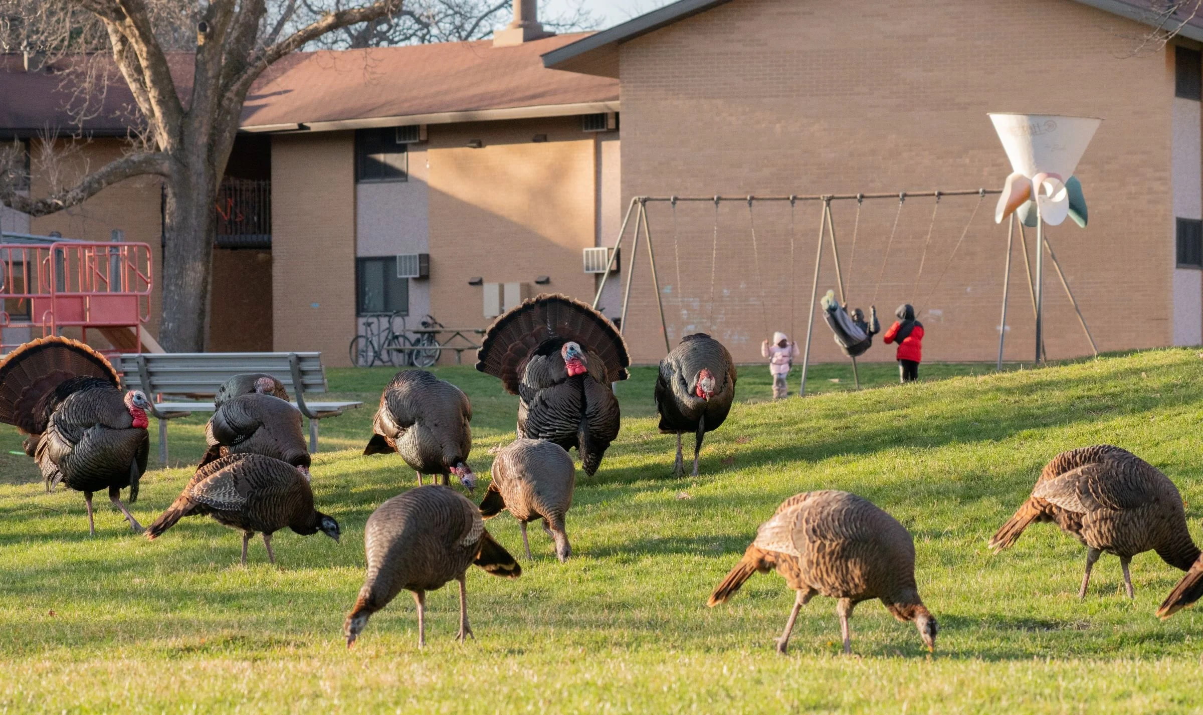 Urban Turkeys — ANNE READEL