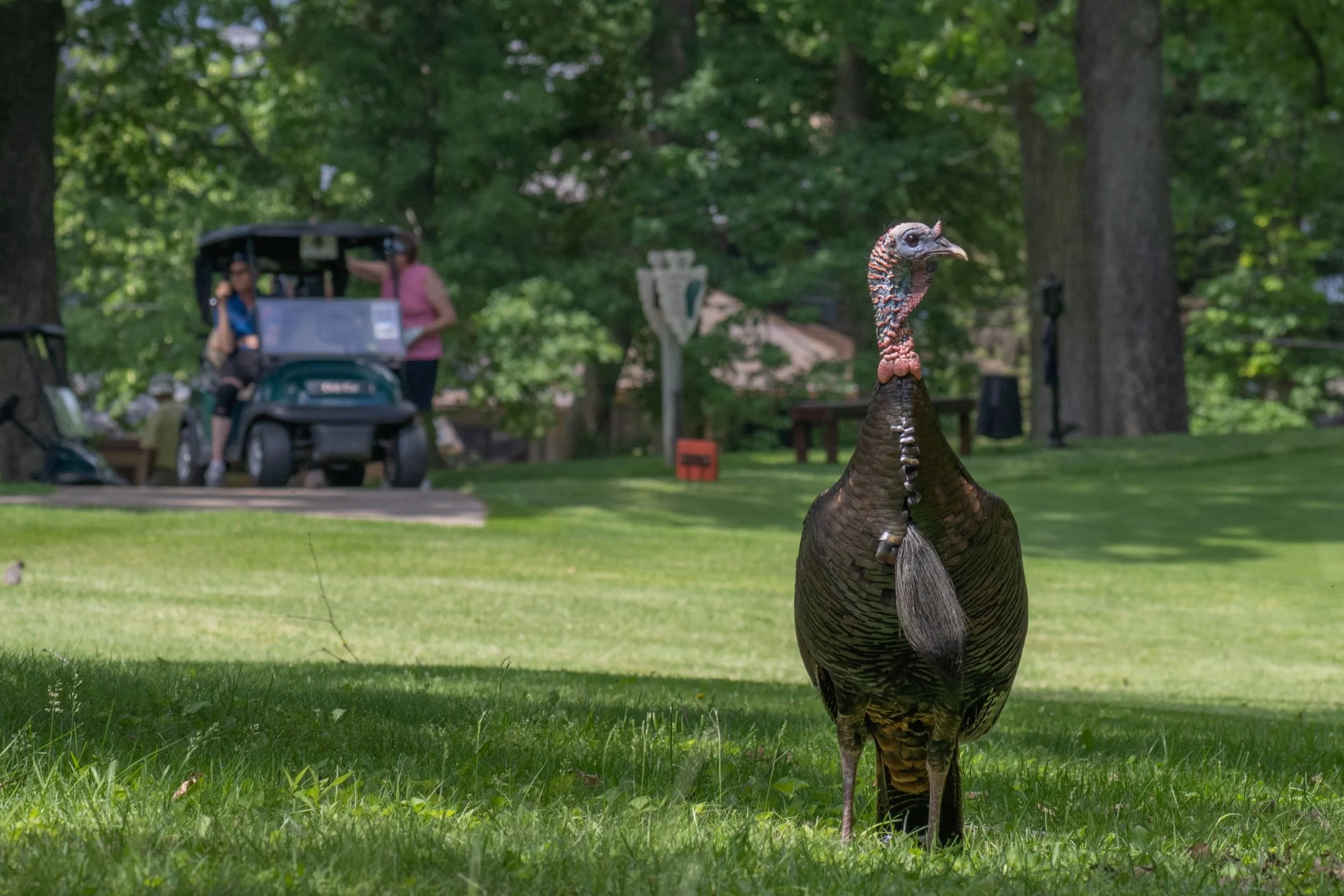 Urban Turkeys — ANNE READEL