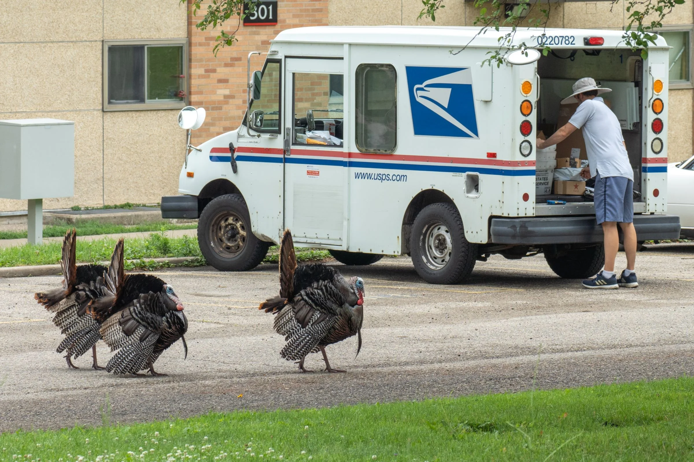 Urban Turkeys — ANNE READEL