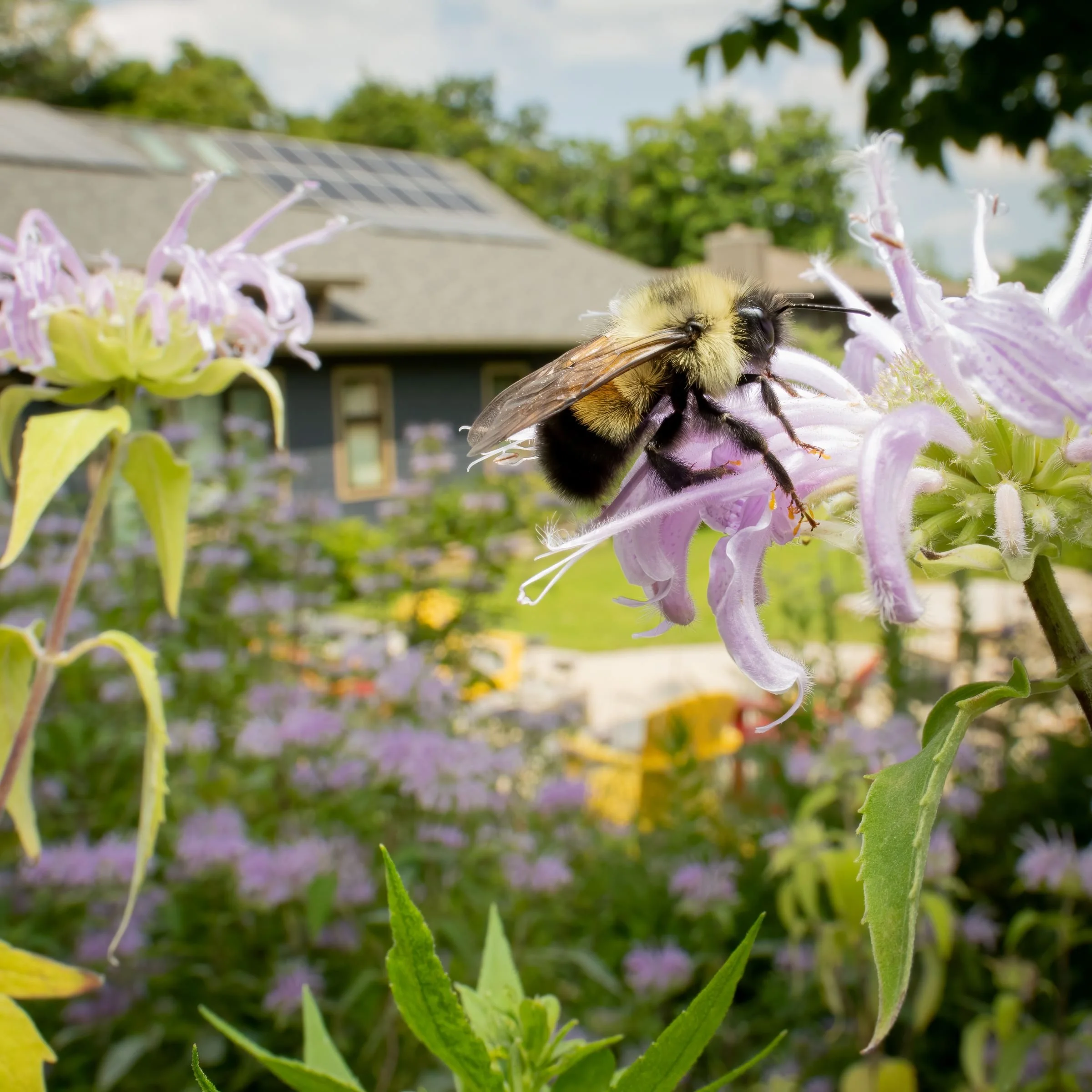 Rusty Patched Bumble Bees — ANNE READEL