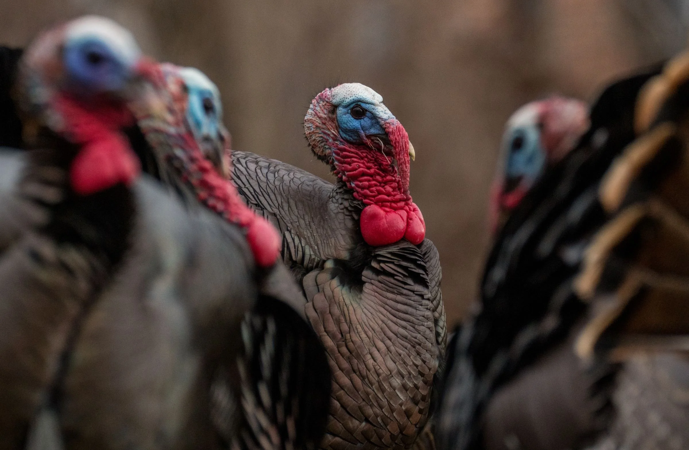 Urban Turkeys — ANNE READEL