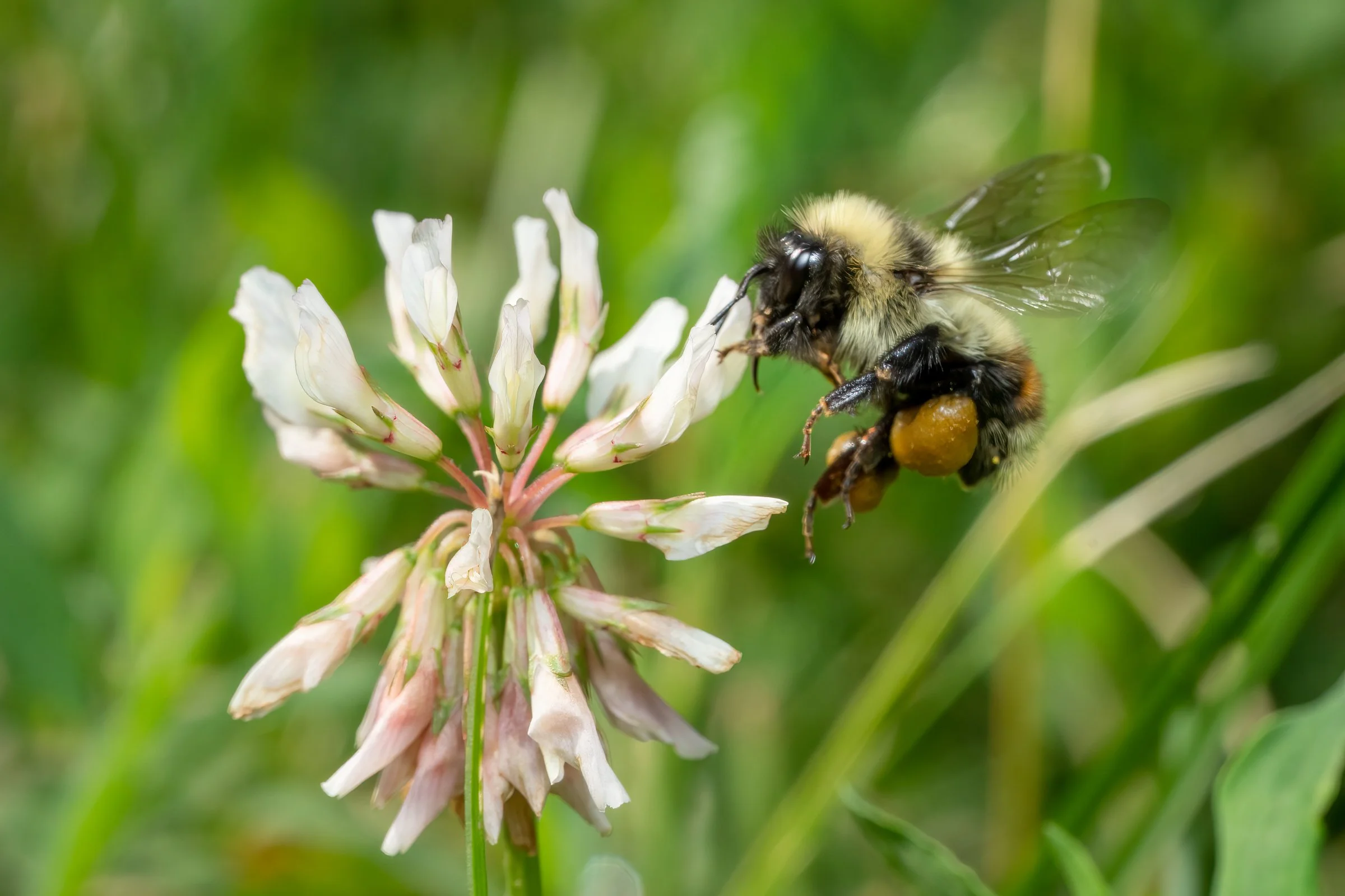 The Rise of Bee Lawns — ANNE READEL