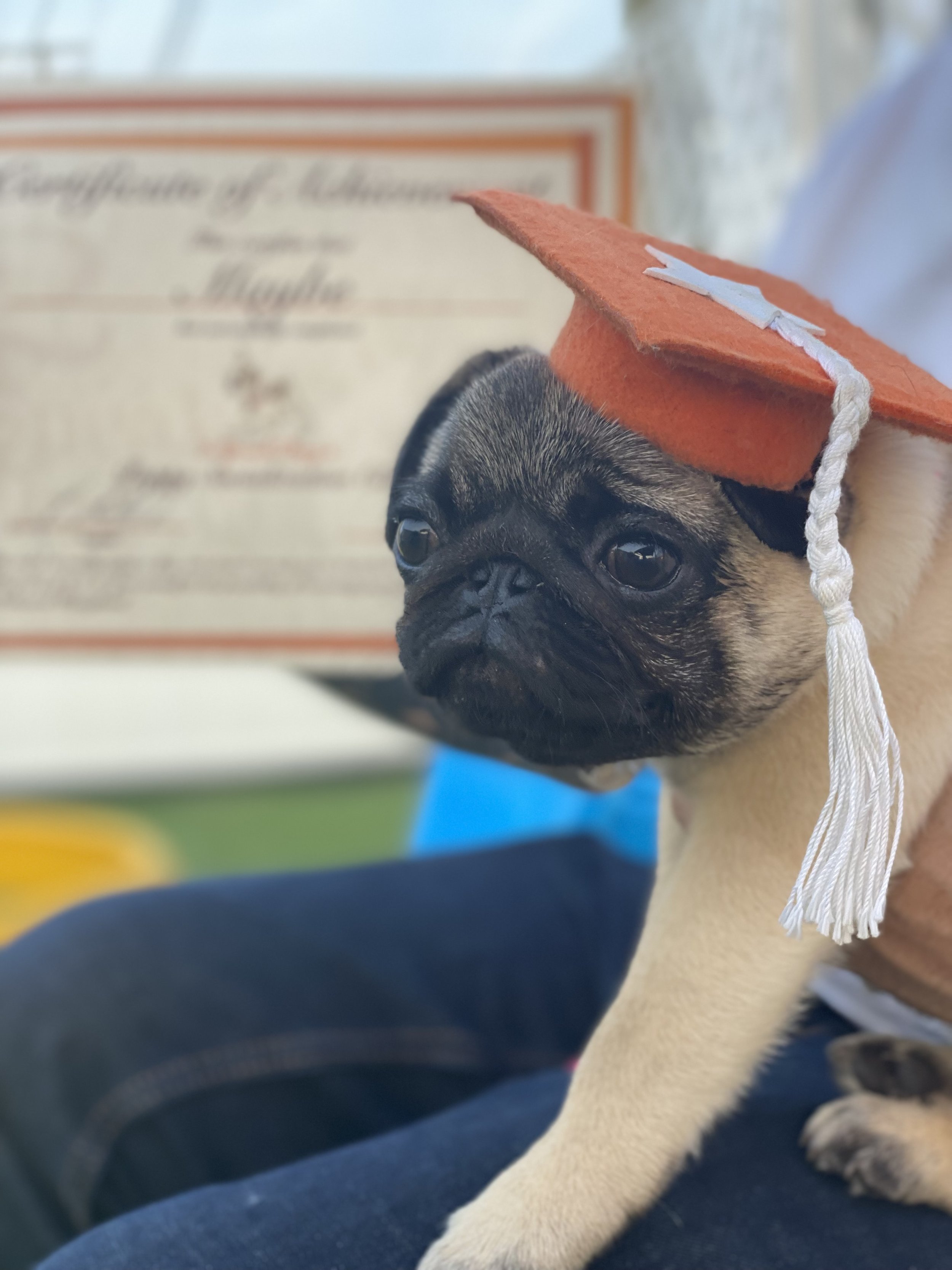 Puppy Socialization Graduates 7.27.2021 — 2SpeakDog