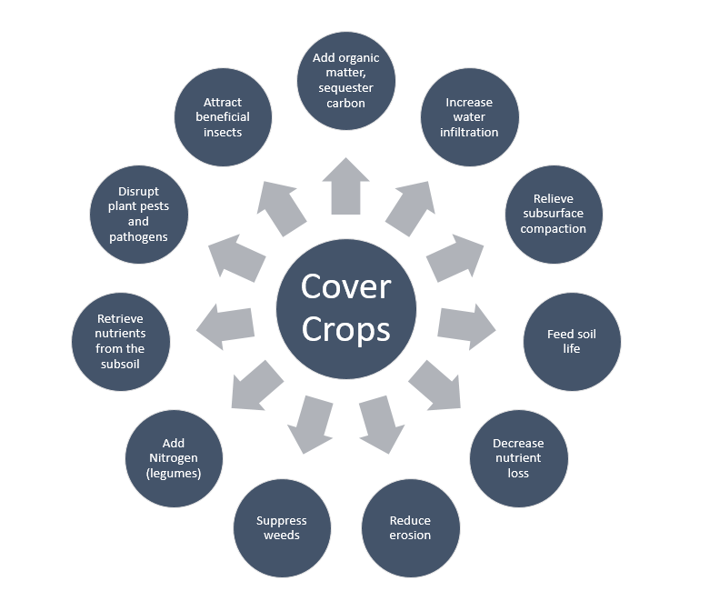 3 Steps to Improving your Cover Cropping Program and Building Soil ...