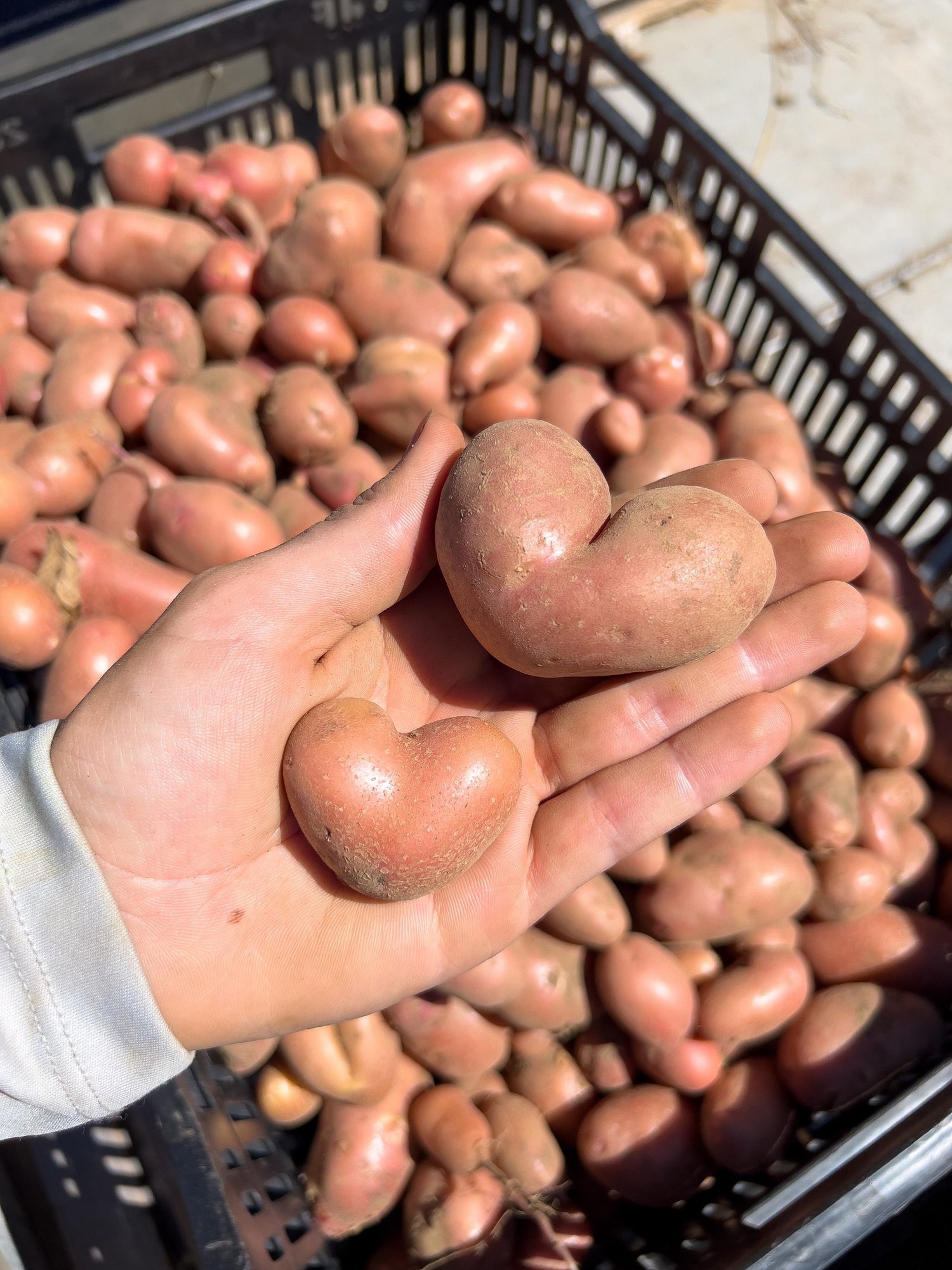 Farm to Heart Food Justice Initiative — April Joy Certified Organic ...