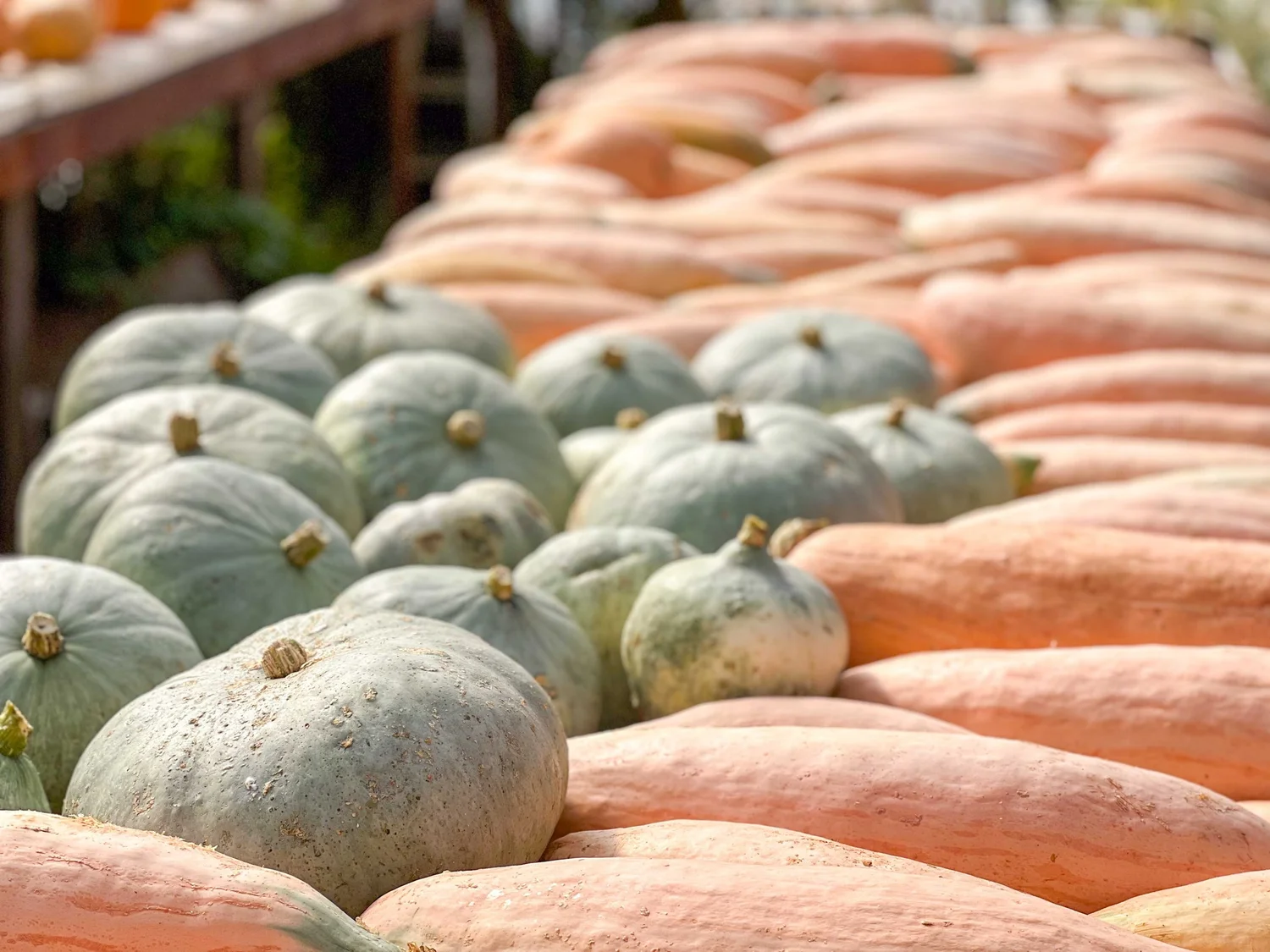 Support Farm to Heart | Food Justice Initiative — April Joy Certified ...