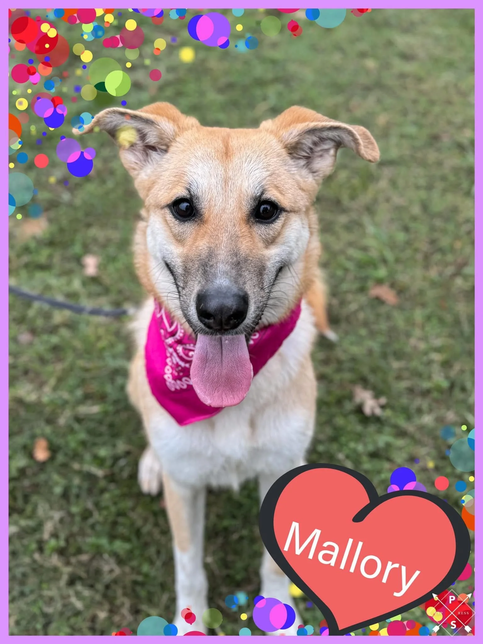 Adoptable Dogs — Friends of Bowie Animal Shelter