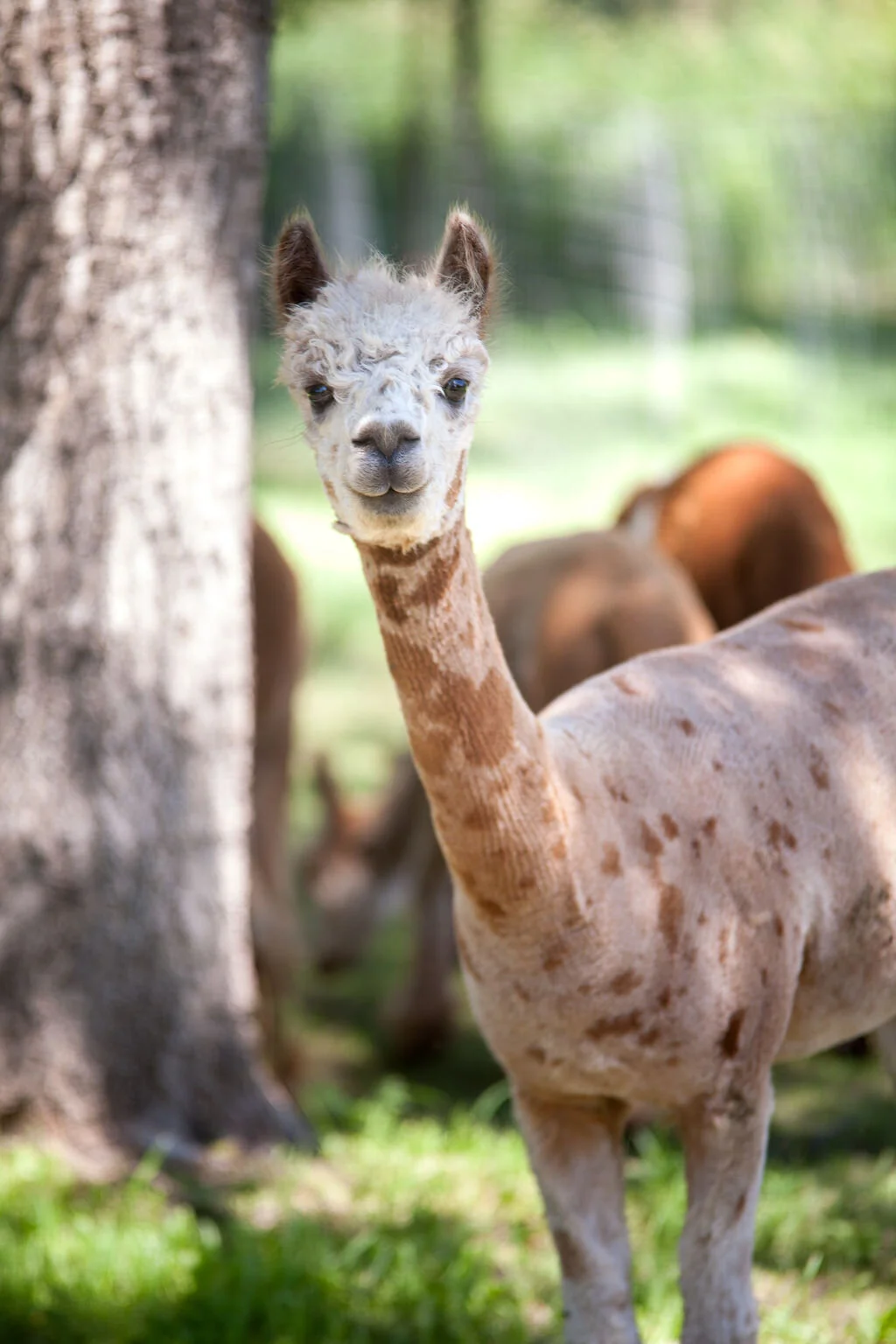 About Us — Hundredfold Farm