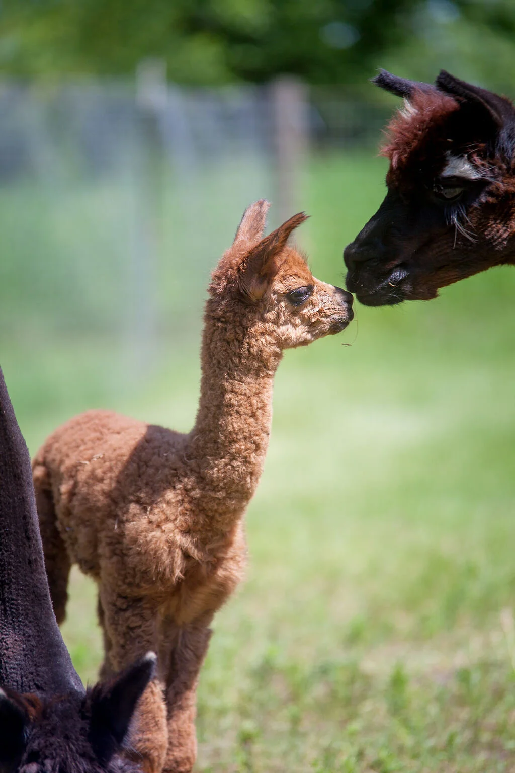 About Us — Hundredfold Farm