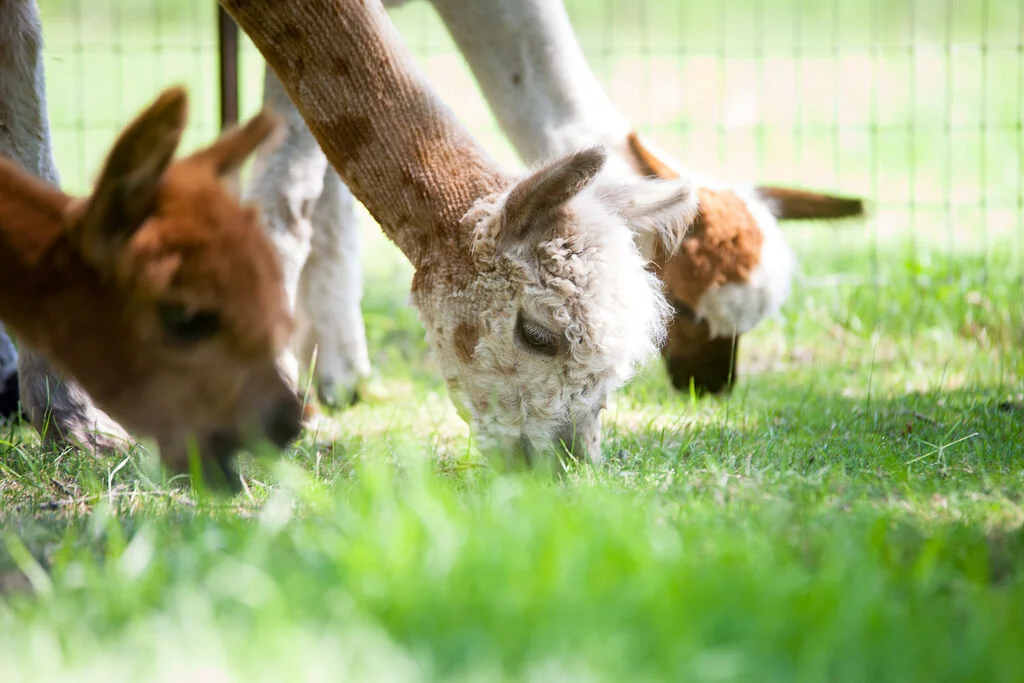 About Alpacas — Hundredfold Farm