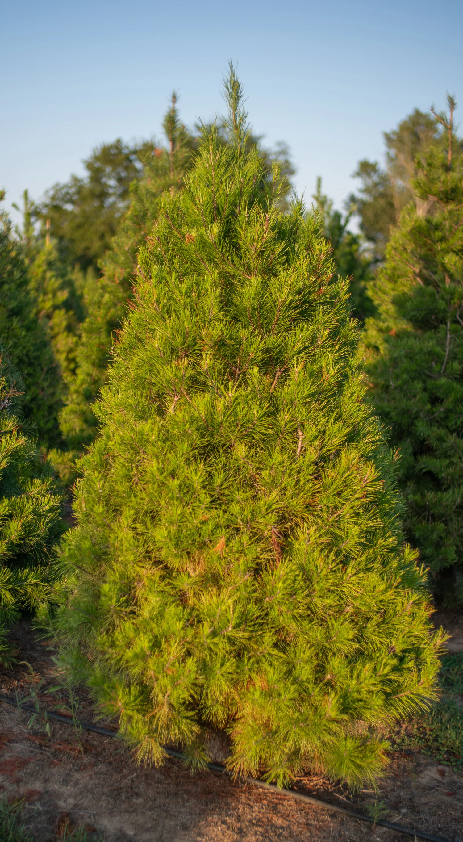 Christmas — Owasso Christmas Tree and Berry Farm