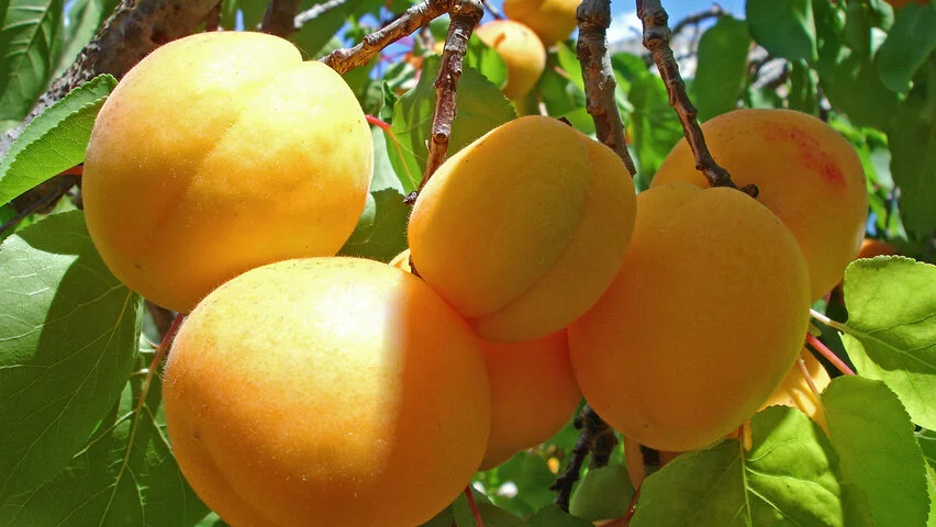 Stonefruit — Catalogue — Perrys Fruit & Nut Nursery