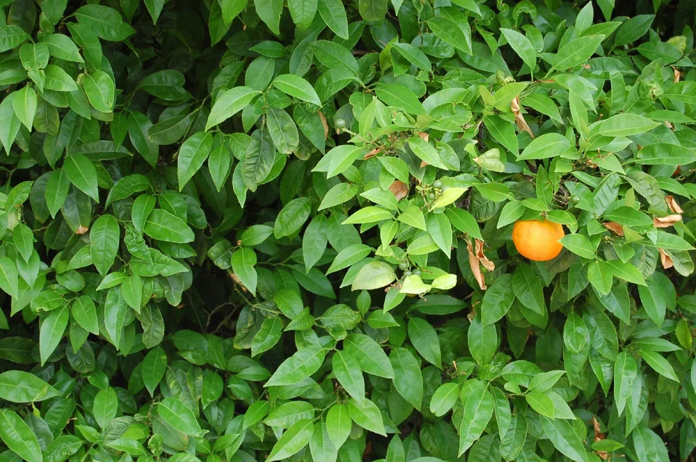 Citrus — Catalogue — Perrys Fruit & Nut Nursery