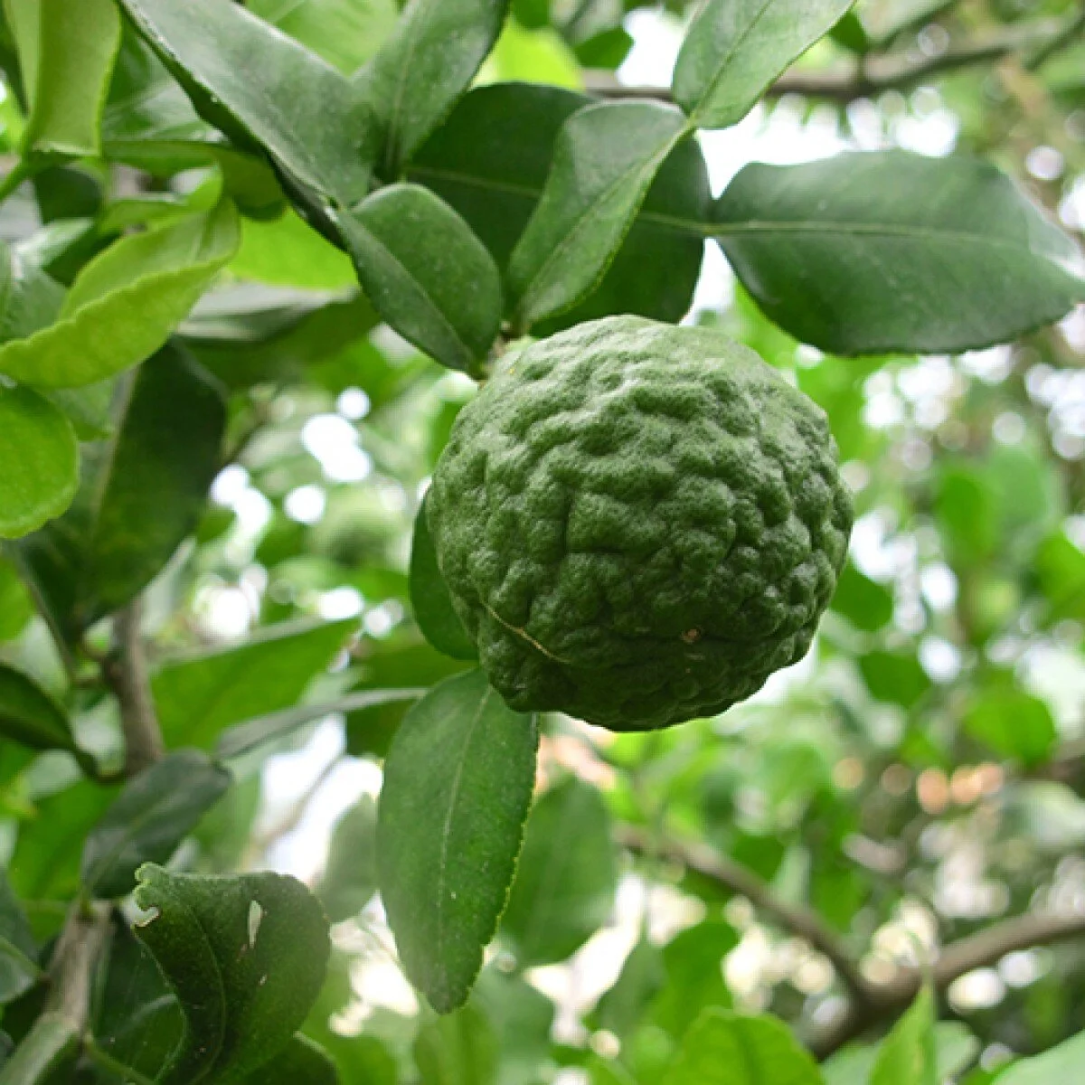 Citrus — Catalogue — Perrys Fruit & Nut Nursery