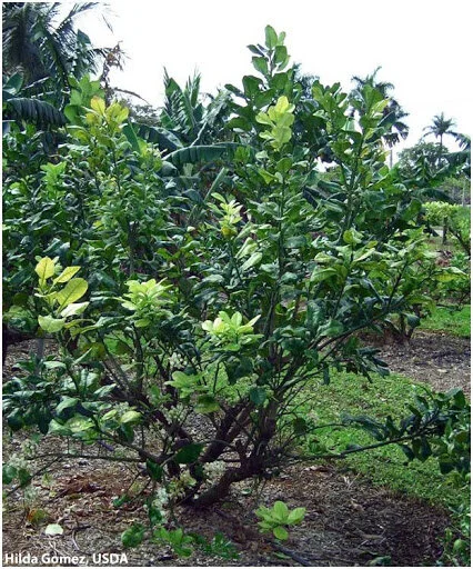 Citrus — Catalogue — Perrys Fruit & Nut Nursery