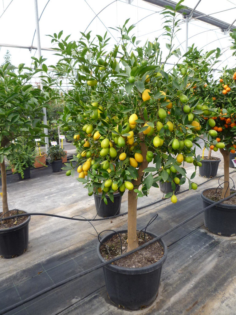Citrus — Catalogue — Perrys Fruit & Nut Nursery
