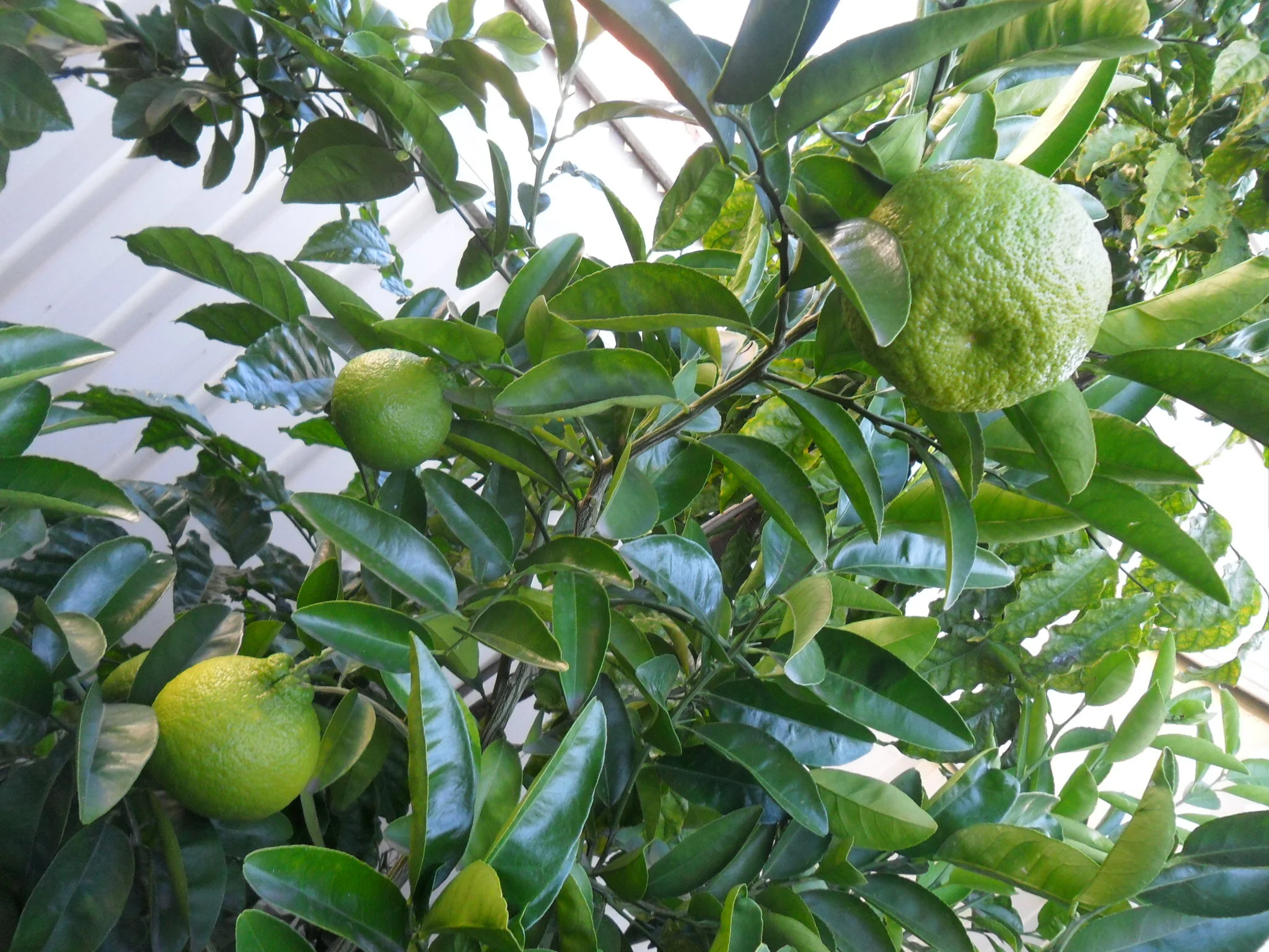 Citrus — Catalogue — Perrys Fruit & Nut Nursery