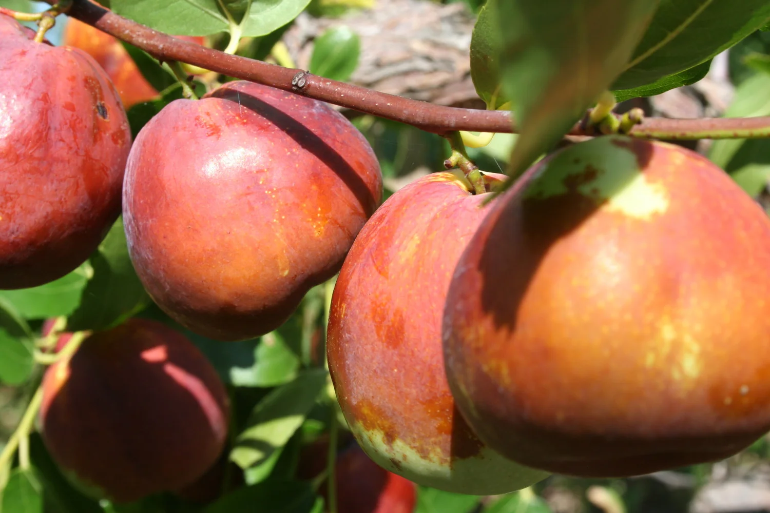 FRESH Jujube fruit — Perrys Fruit & Nut Nursery