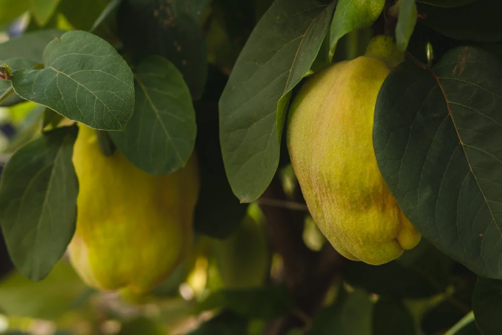 Perrys Fruit & Nut Nursery