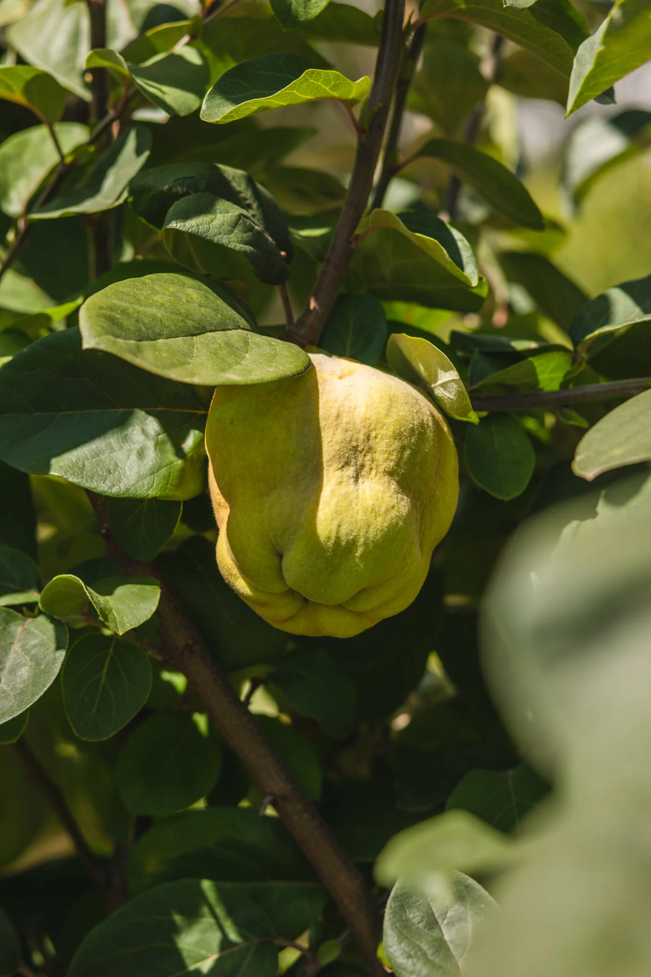 Perrys Fruit & Nut Nursery