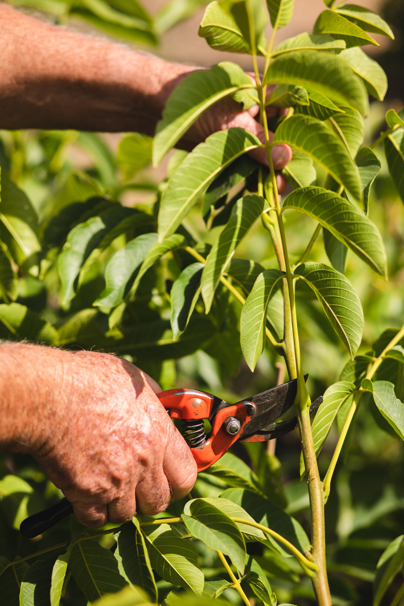 Perrys Fruit & Nut Nursery
