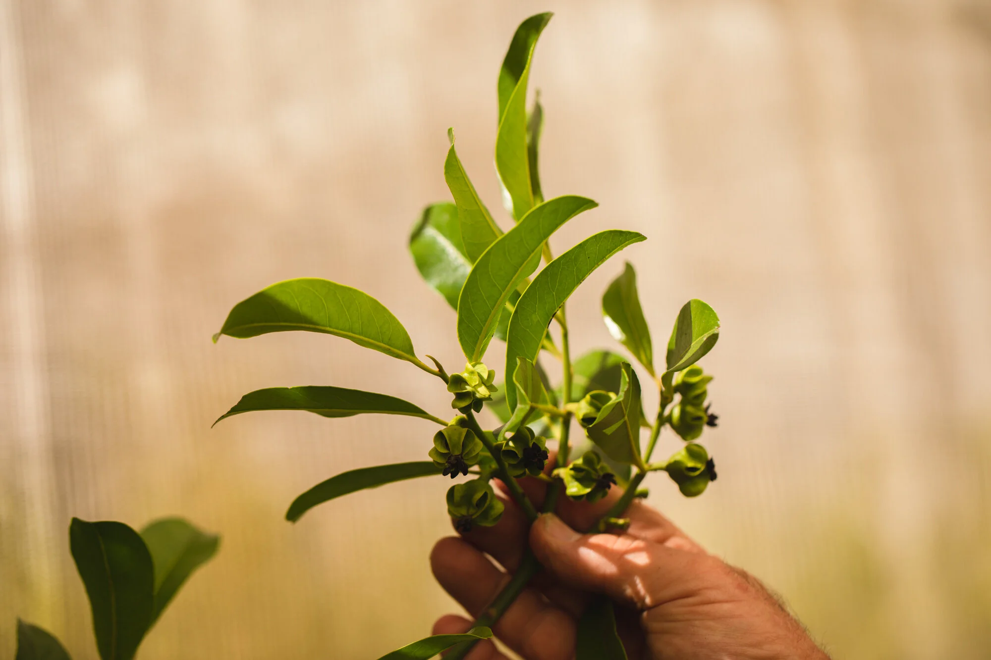 Perrys Fruit & Nut Nursery - Edible Trees South Australia