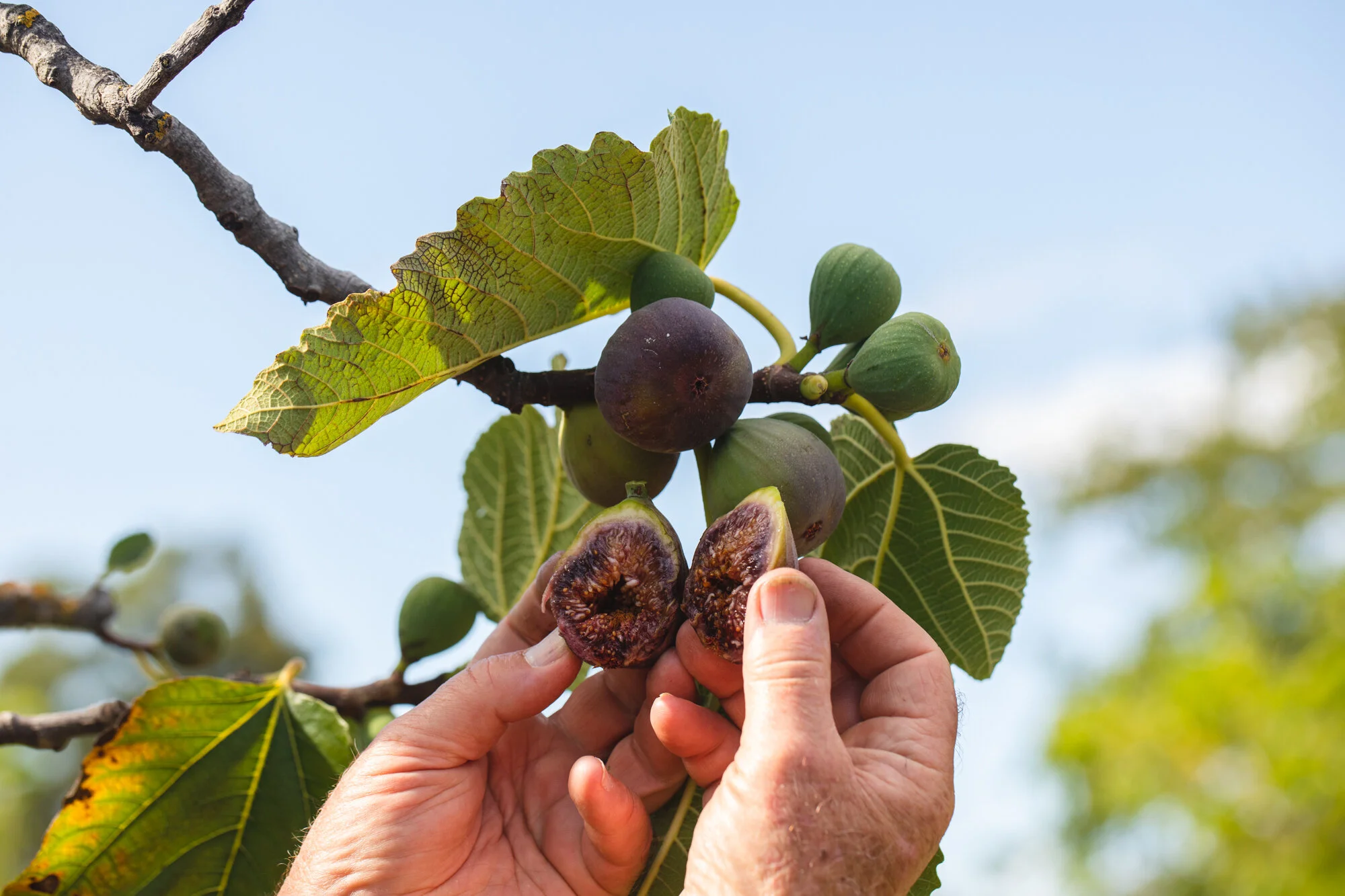 Perrys Fruit & Nut Nursery