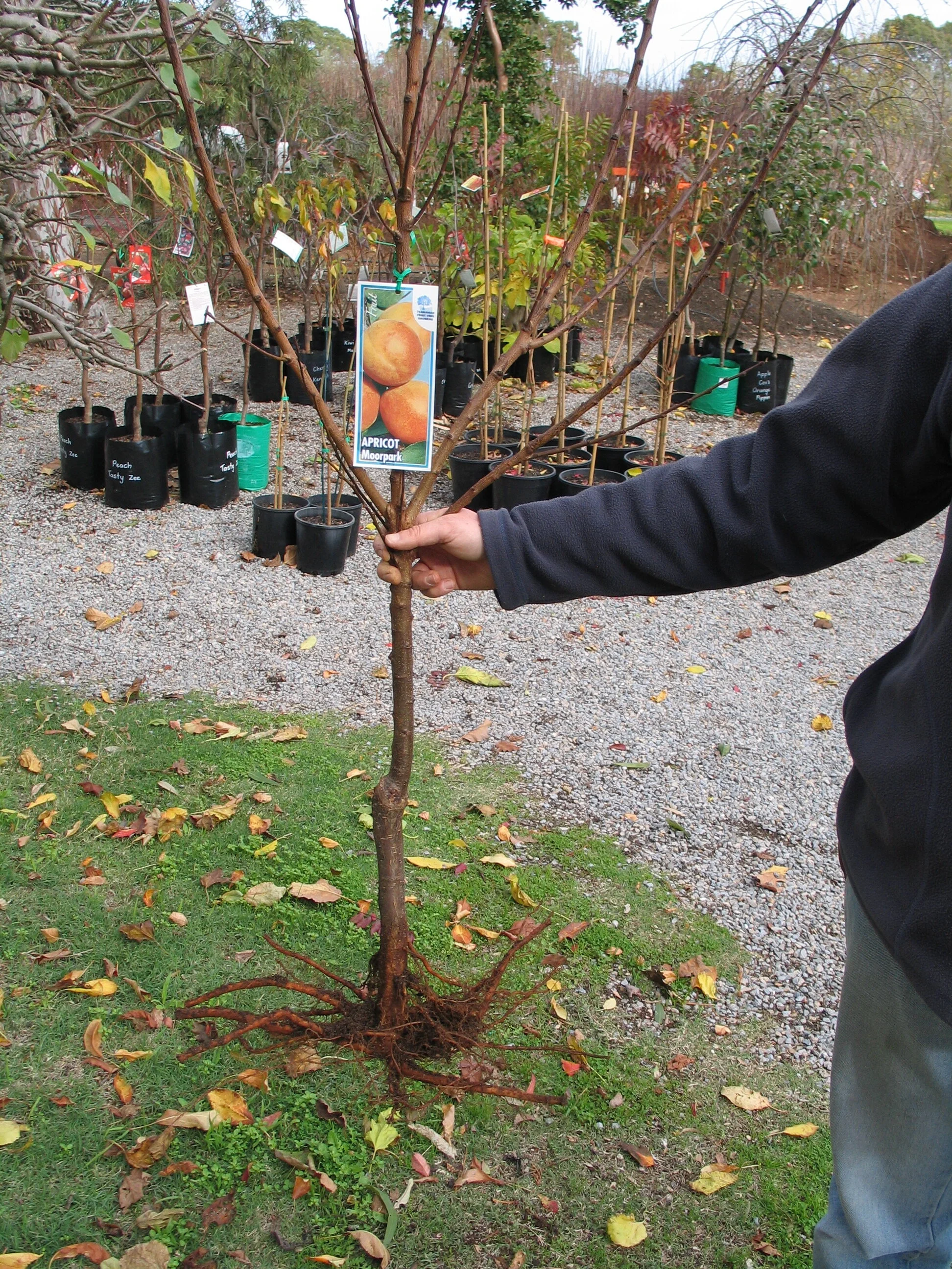 About Us — Perrys Fruit & Nut Nursery