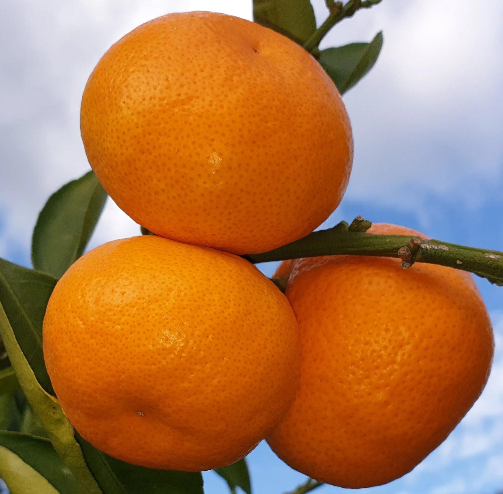 Mandarin — Perrys Fruit & Nut Nursery