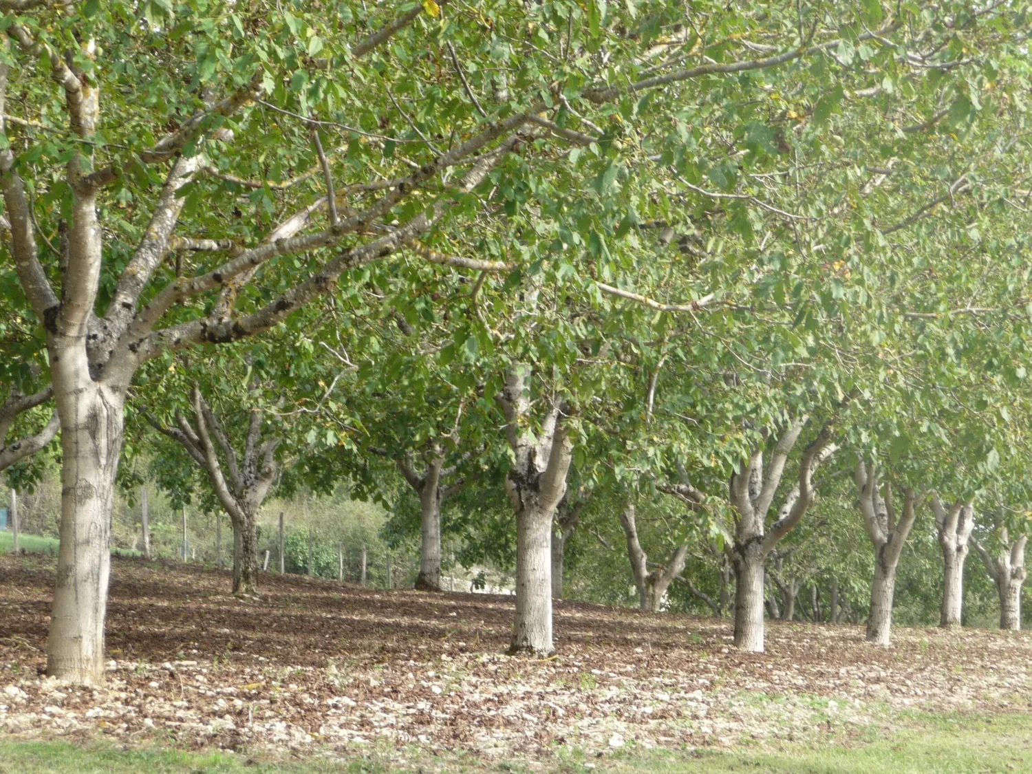 Soon you can buy our Wonderful Walnut Trees! — Perrys Fruit & Nut Nursery