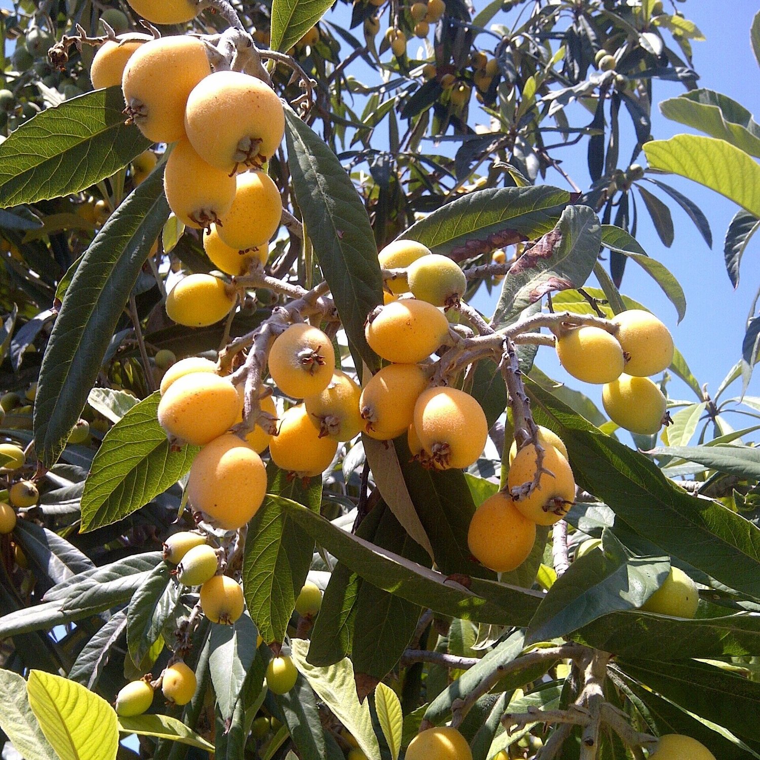 Pomefruit — Catalogue — Perrys Fruit & Nut Nursery