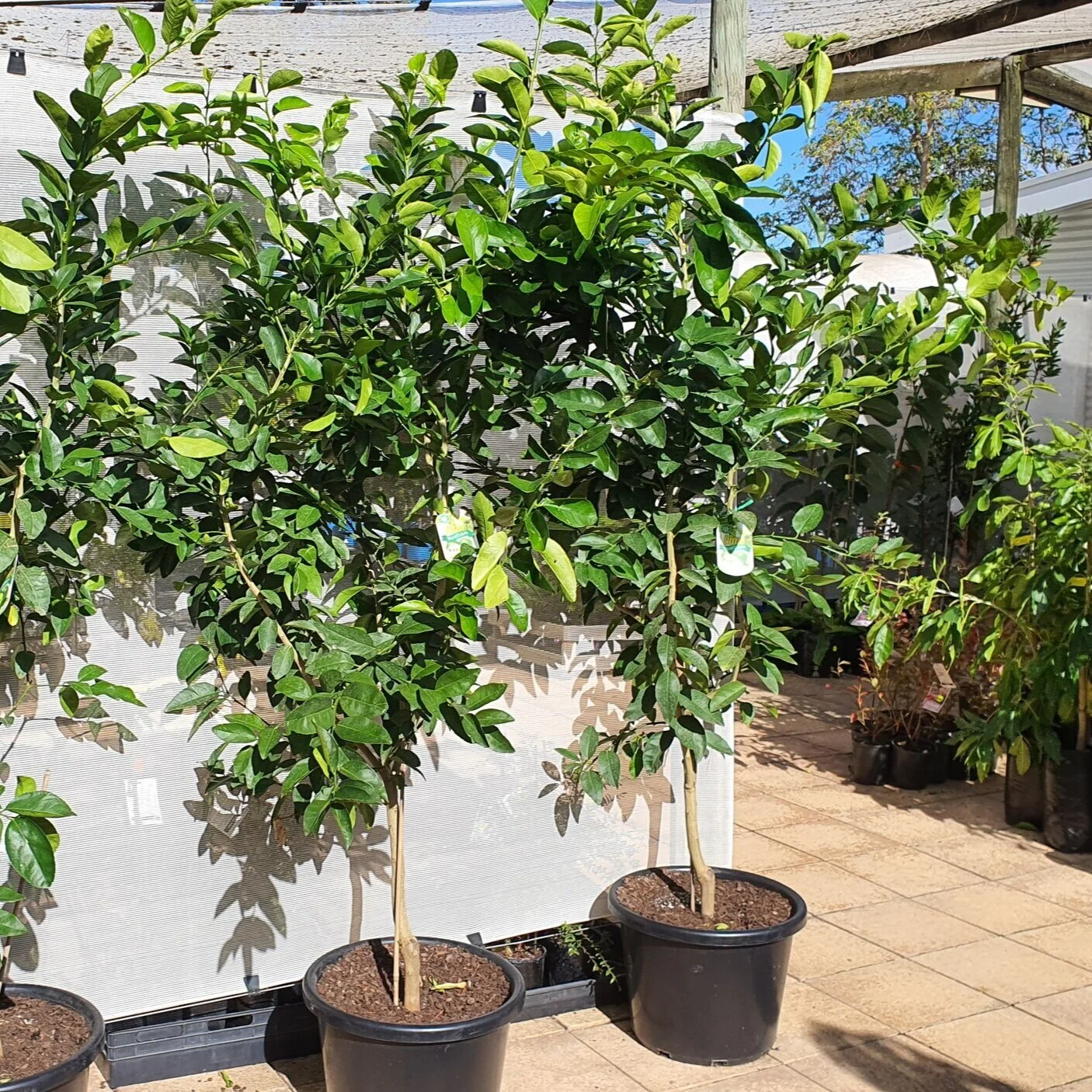 Citrus — Catalogue — Perrys Fruit & Nut Nursery