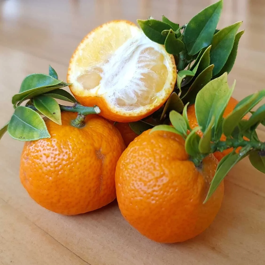 Catalogue — Perrys Fruit & Nut Nursery
