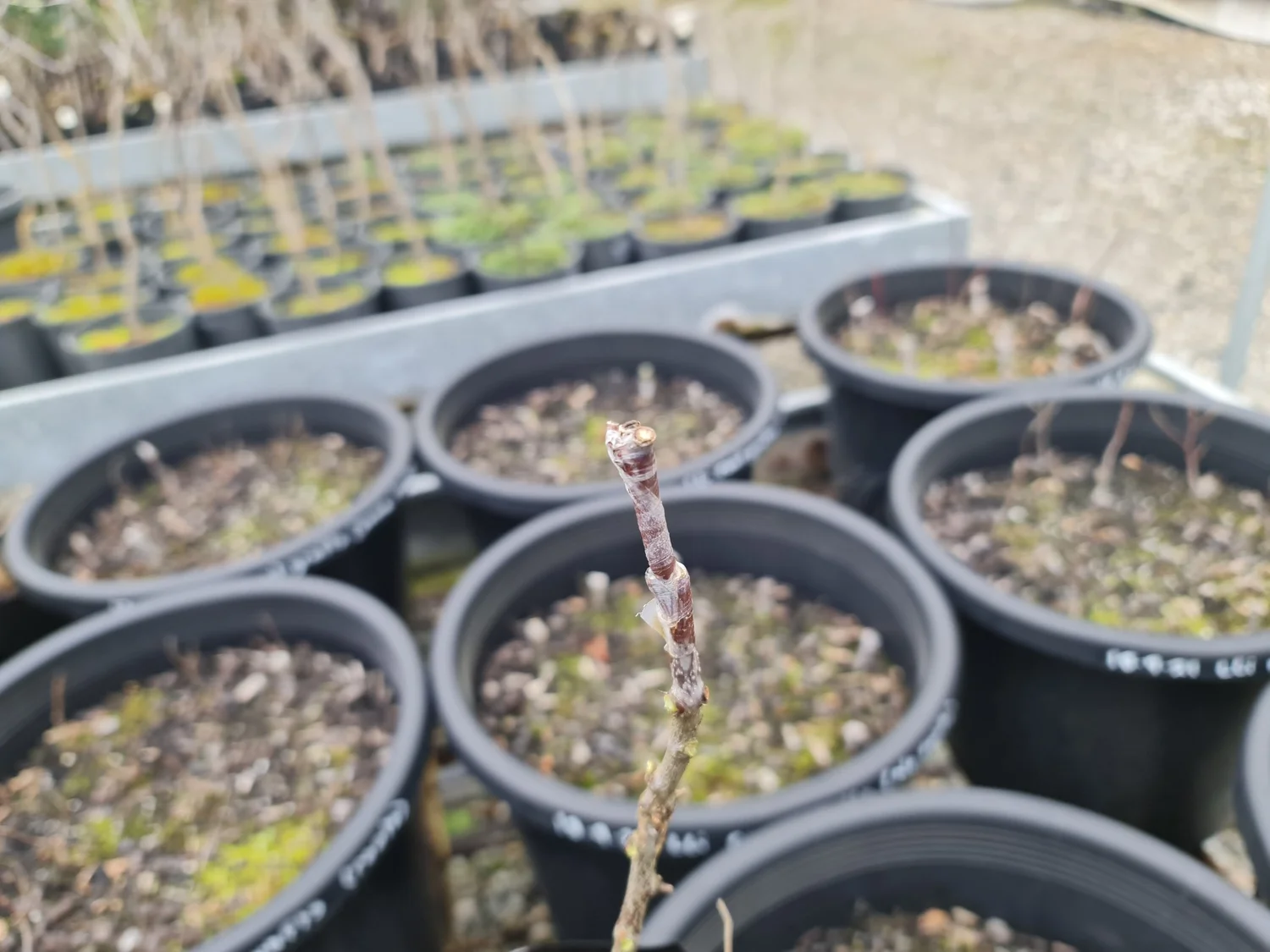 Catalogue — Perrys Fruit & Nut Nursery