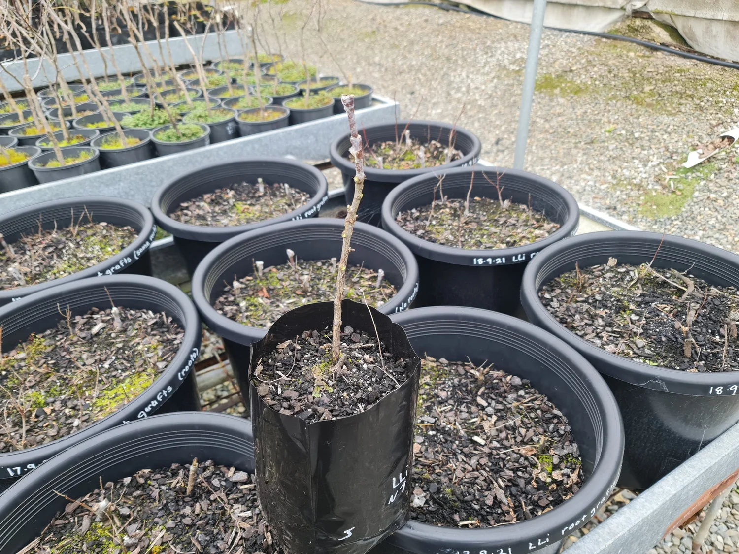 Catalogue — Perrys Fruit & Nut Nursery