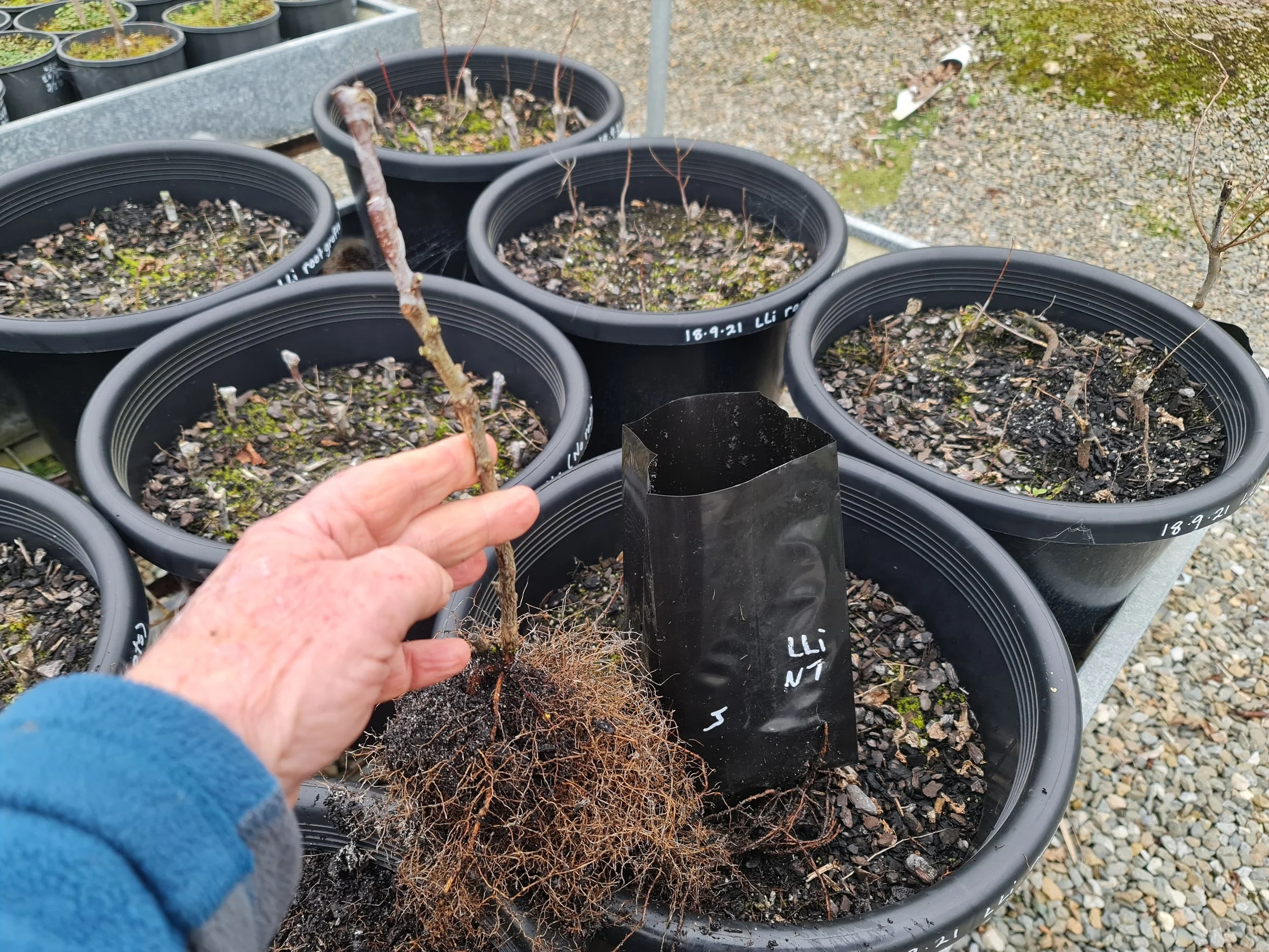 Catalogue — Perrys Fruit & Nut Nursery