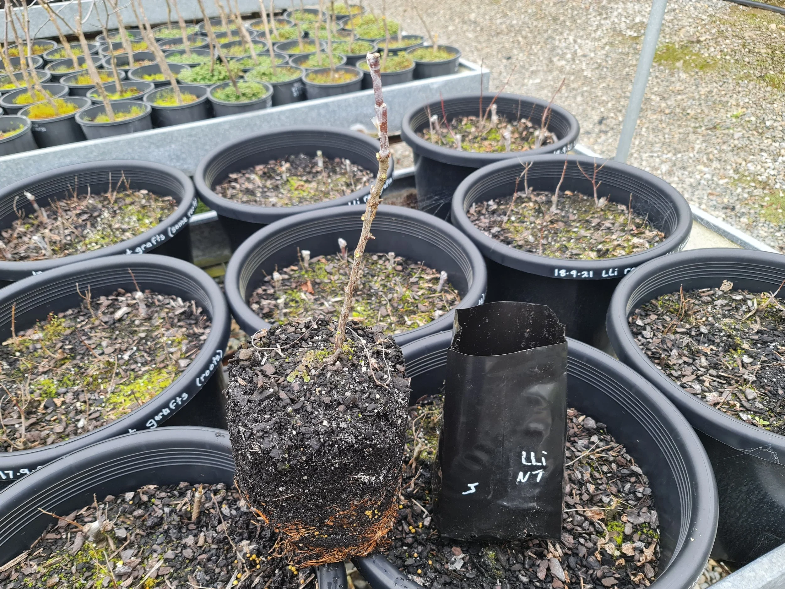 Catalogue — Perrys Fruit & Nut Nursery